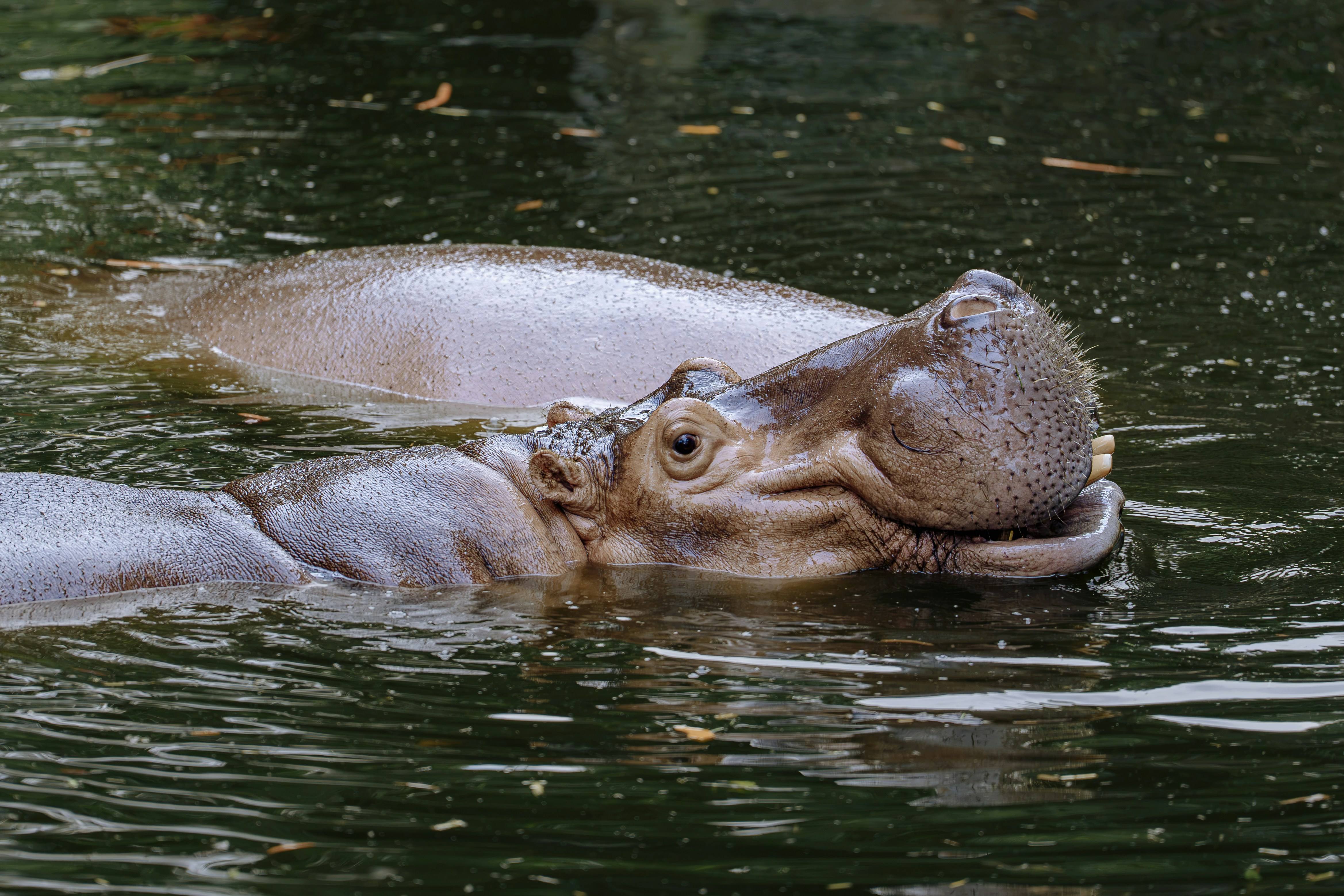 A Relaxed Hippo's Snout Resting on Quiet Waters