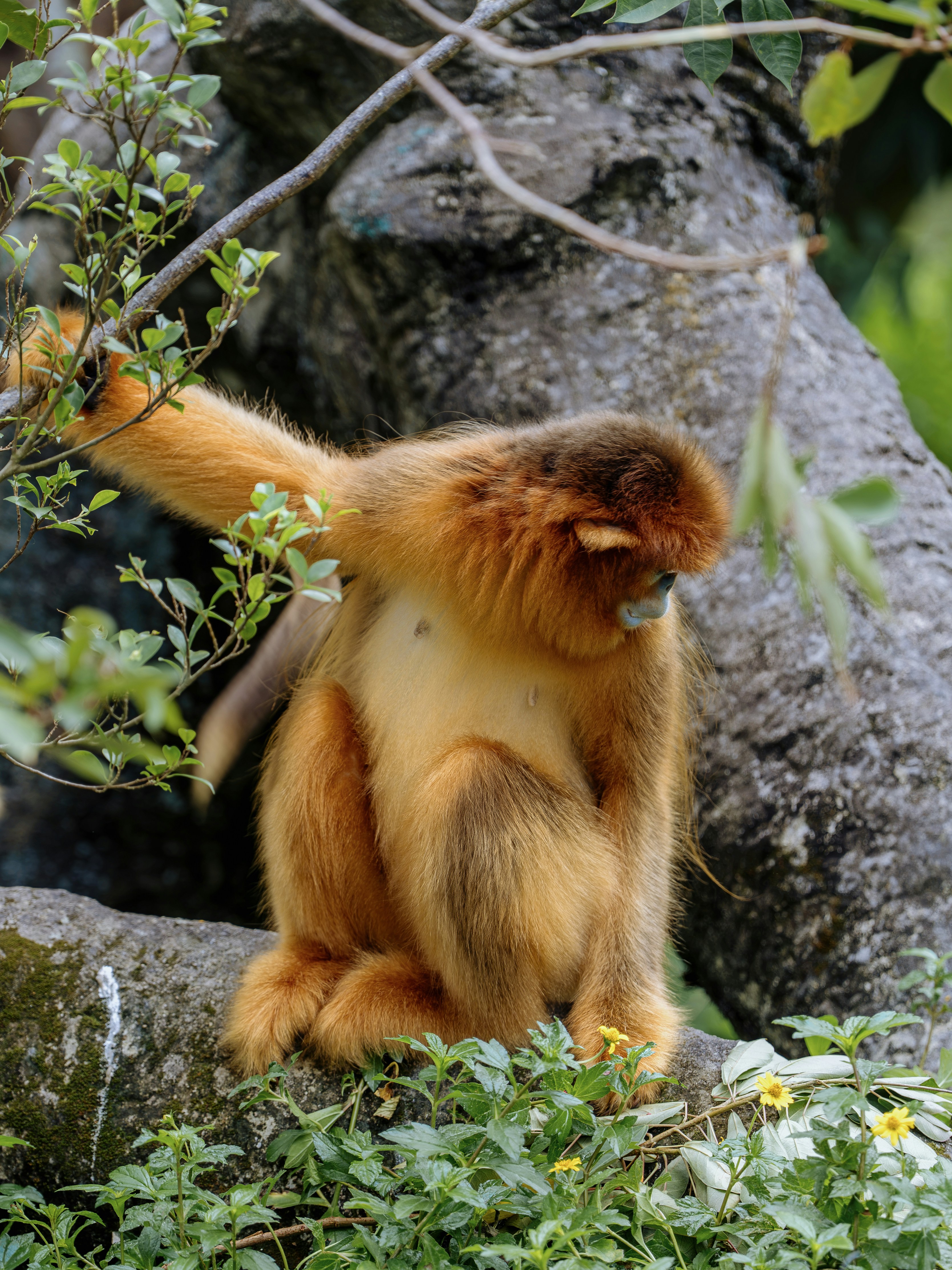 Golden Stare: A Primate Pauses Amid Stone and Fern
