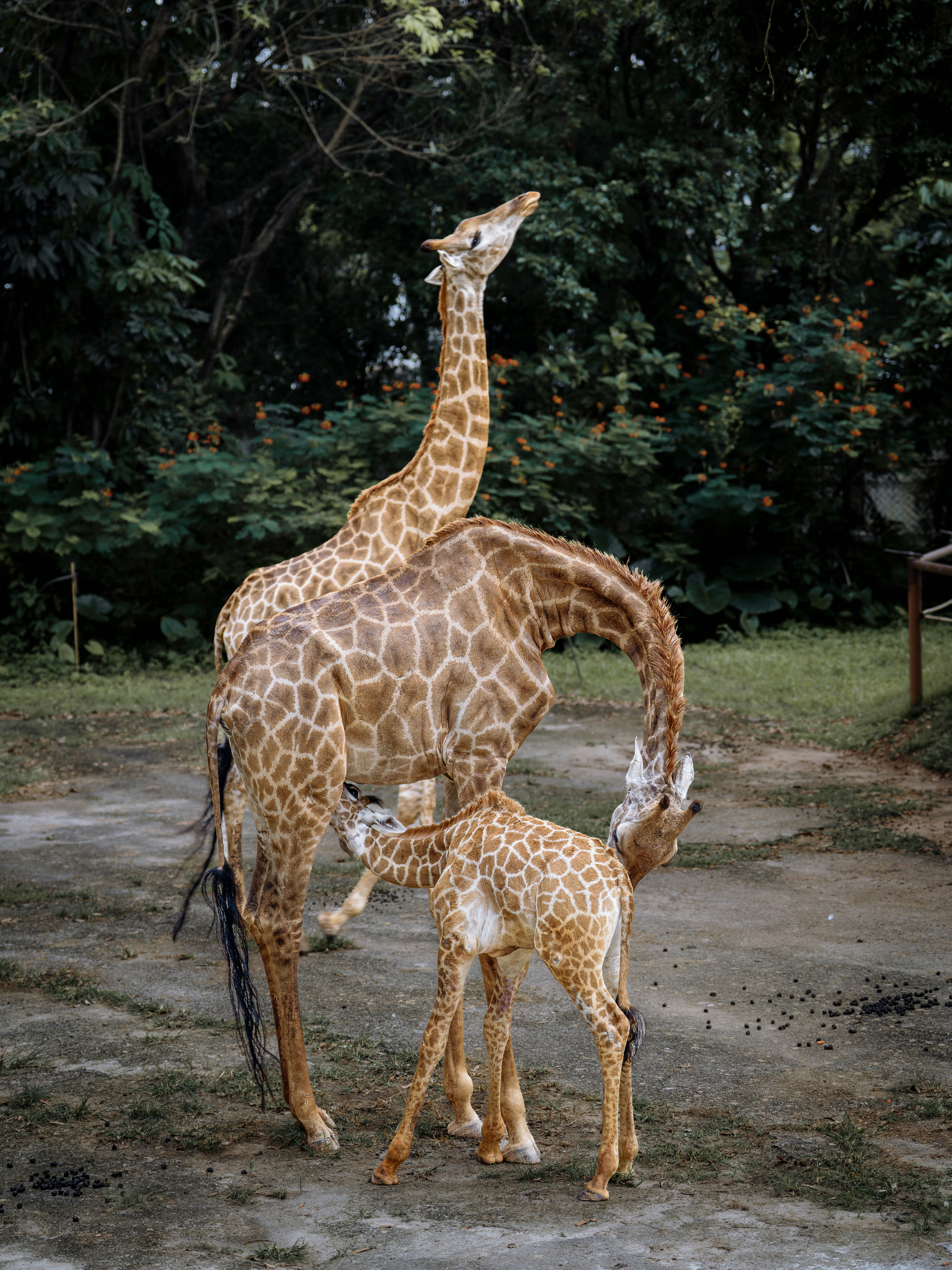 Two Giraffes in a Quiet Clearing: Mother and Child Amid Dappled Light