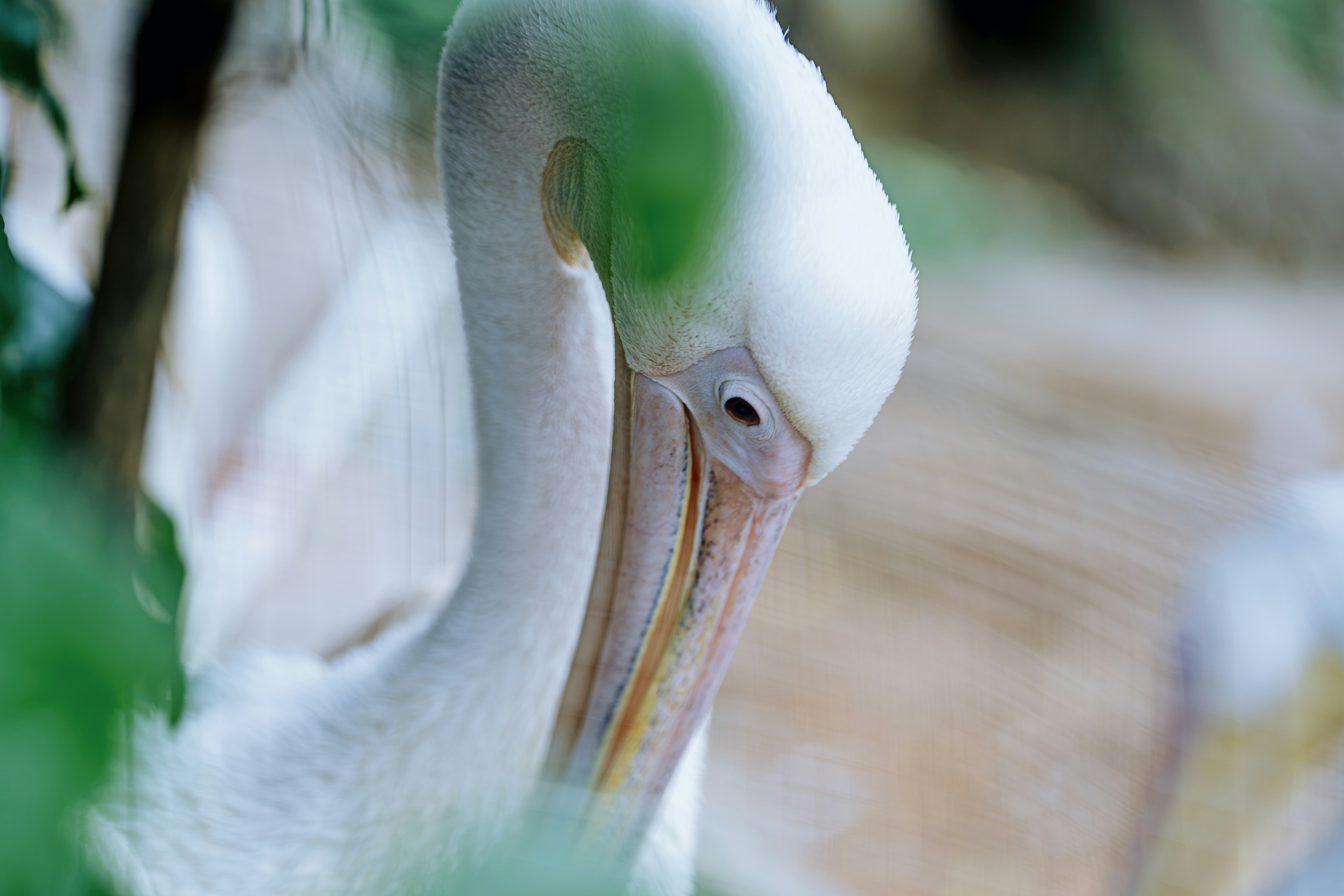 Gentle Gaze: Close-Up of a Pelican in Soft Focus