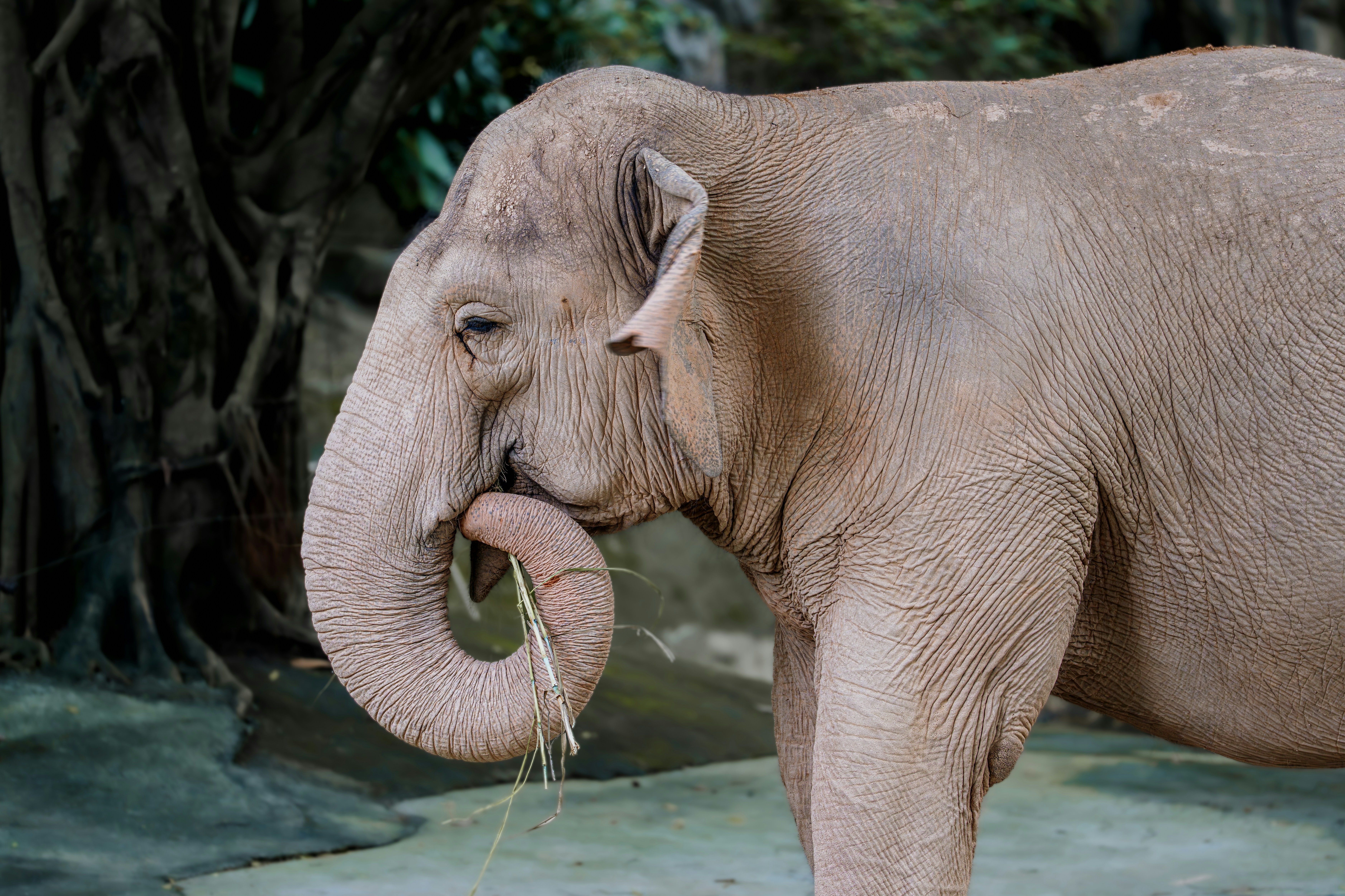 Gentle Giant: The Curled Trunk and Quiet Gaze