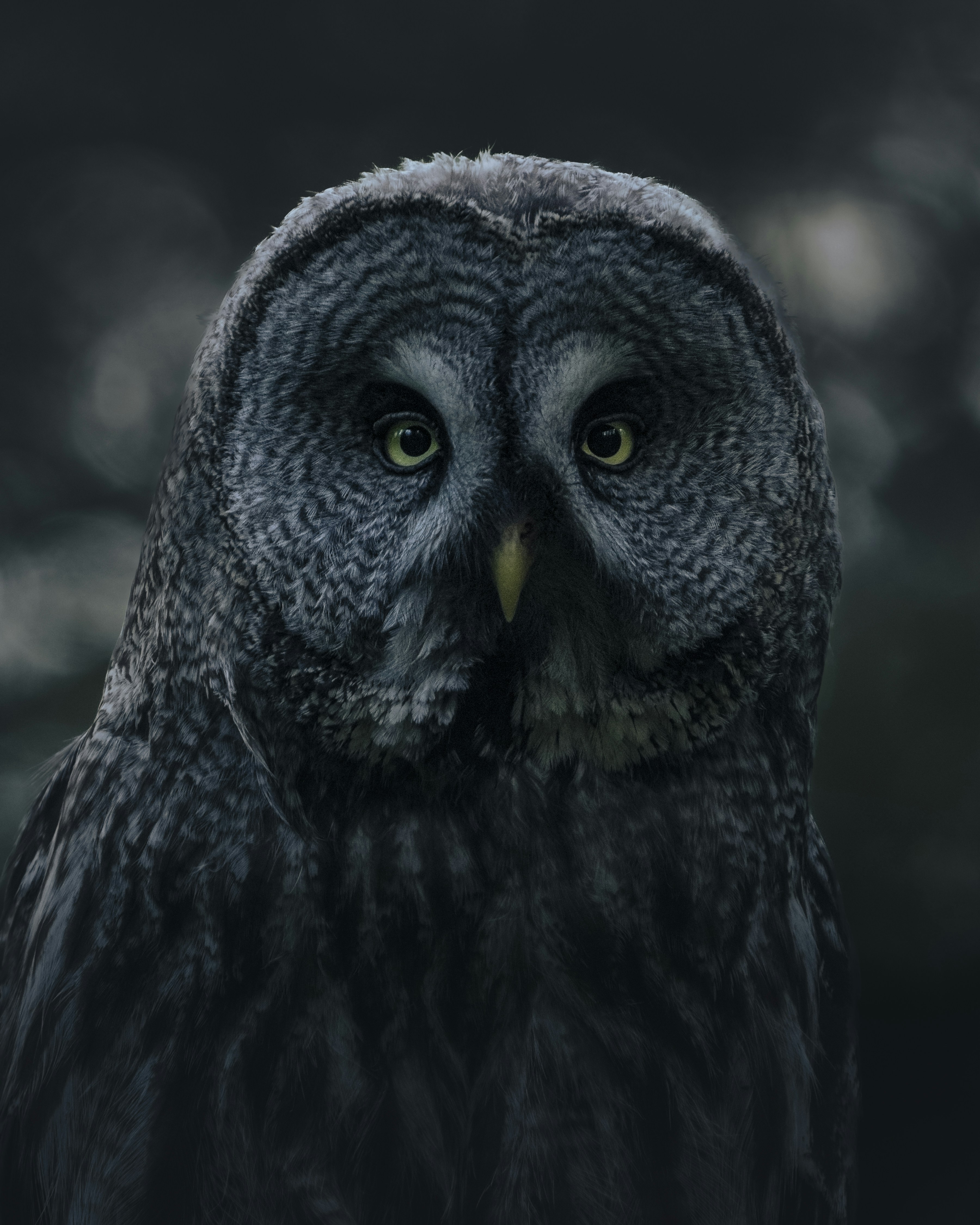 Close-up portrait of a barred owl with intense yellow eyes in low light, emphasizing facial disc texture and feather pattern; a natural, moody wildlife shot.