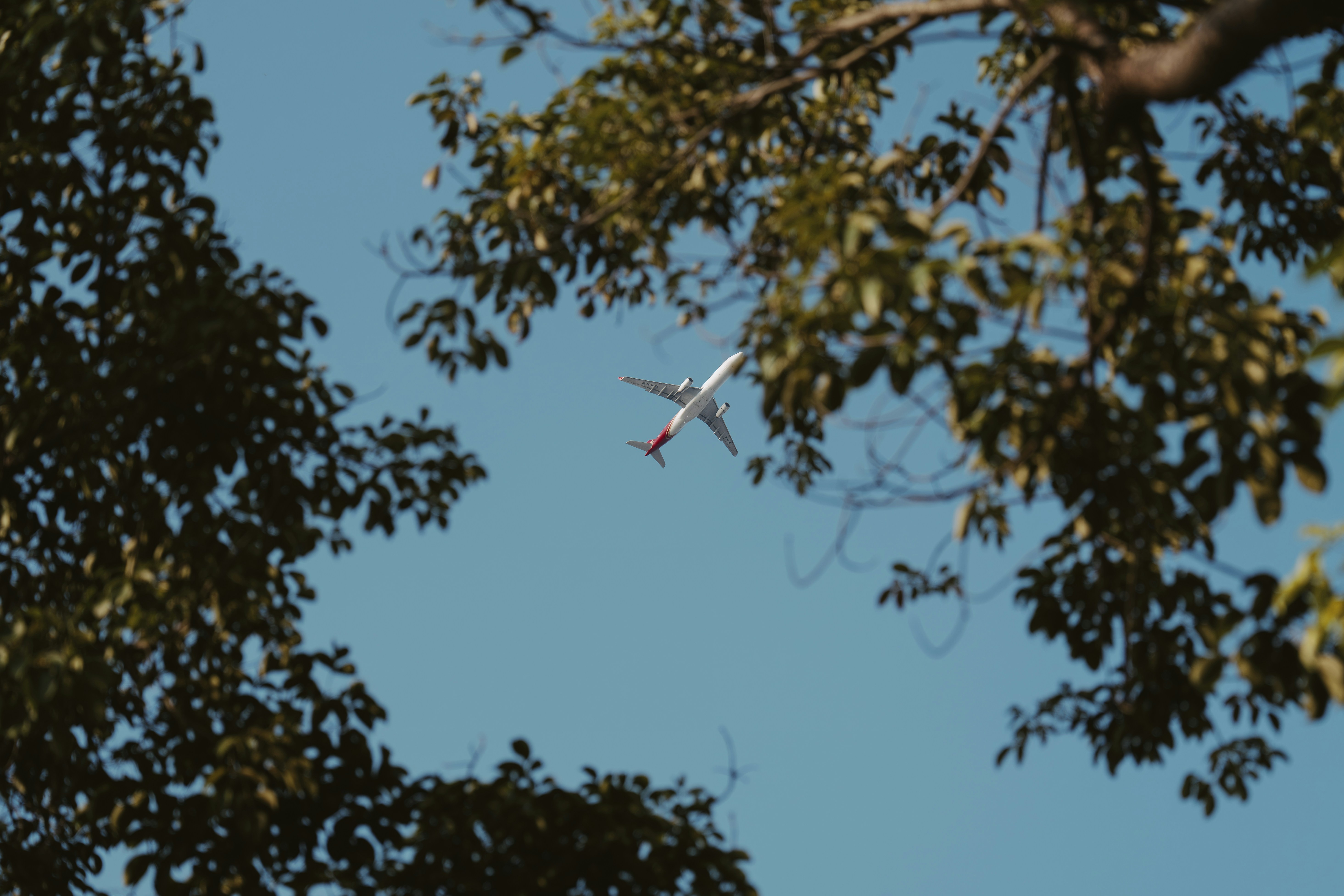 Mid‑air convergence: a lone airliner framed by leaves