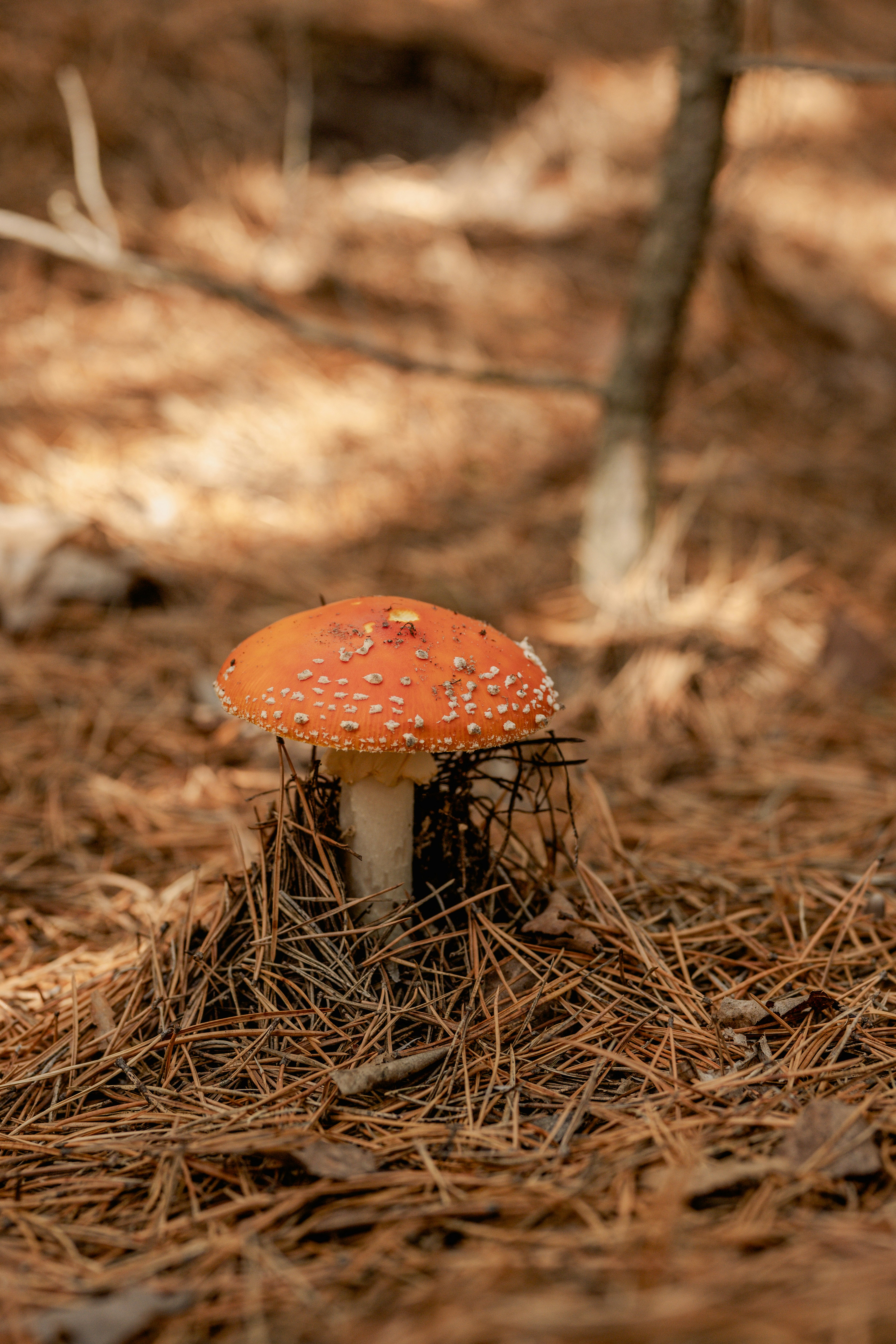 Orange-Capped Mushroom Stalwart in Pine Needle Sock