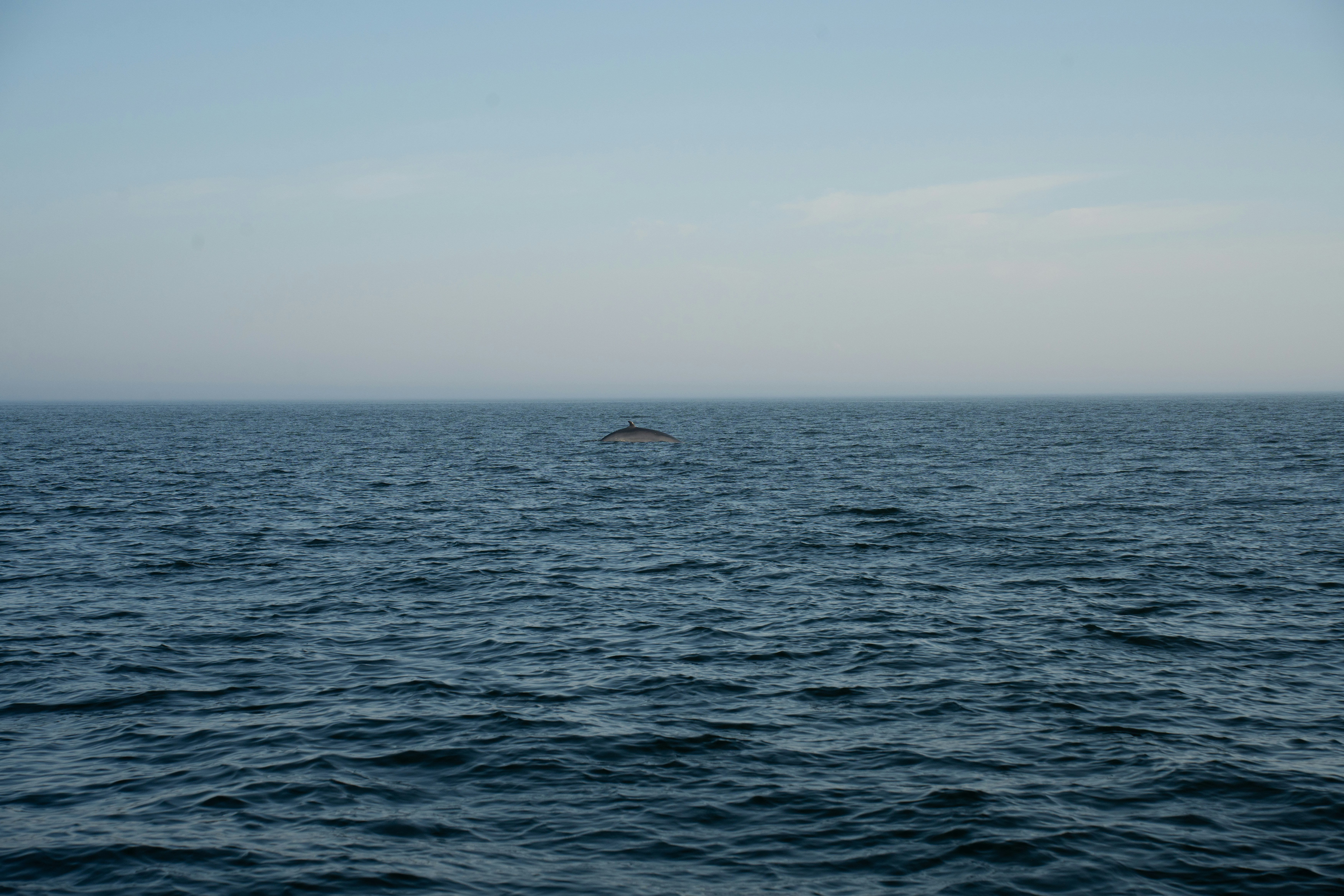 Whispering Horizon: A Subtle Fin Above the Quiet Sea
