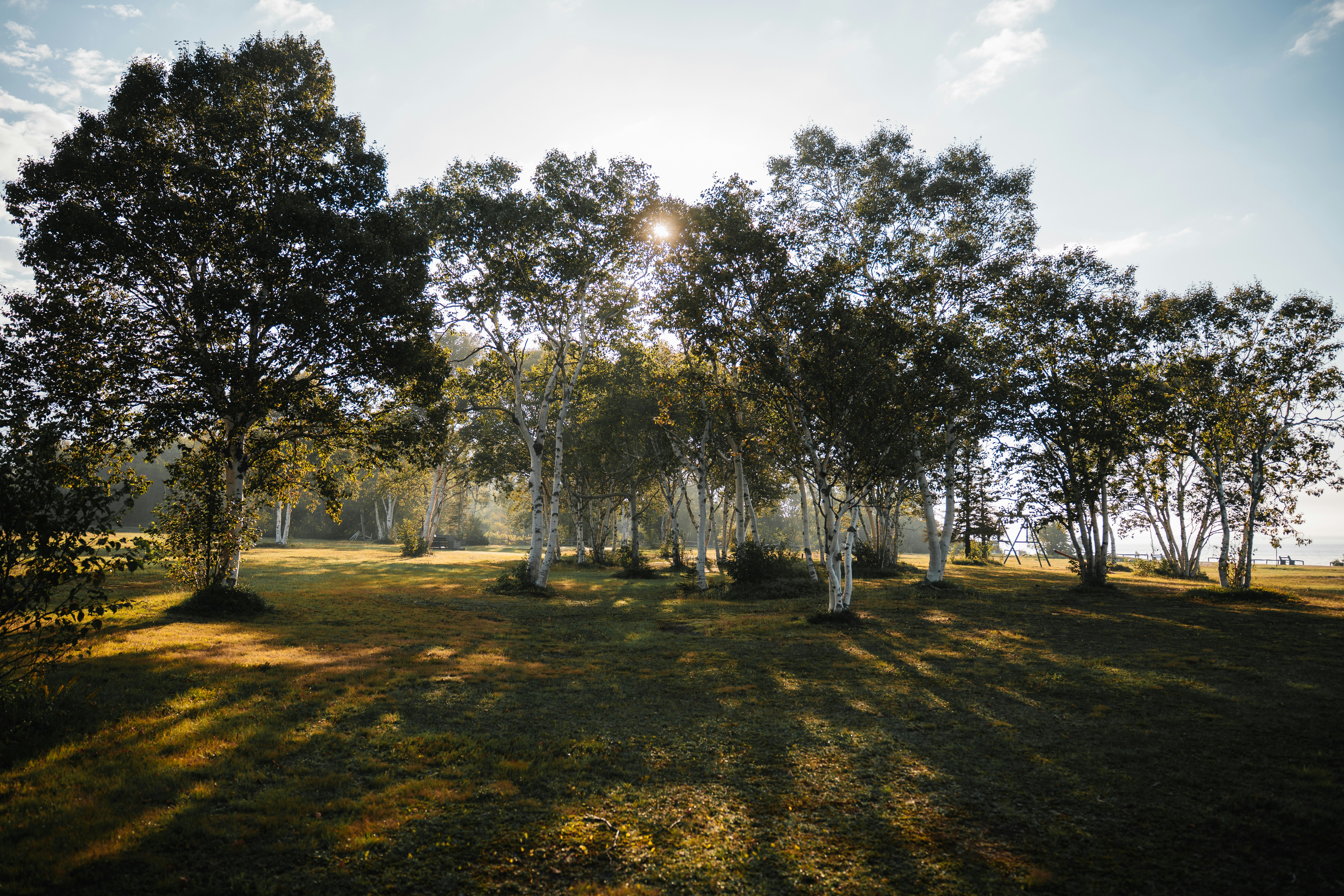 Sunlit Grove: A Quiet Stand of Birch Beneath the Rising Sun