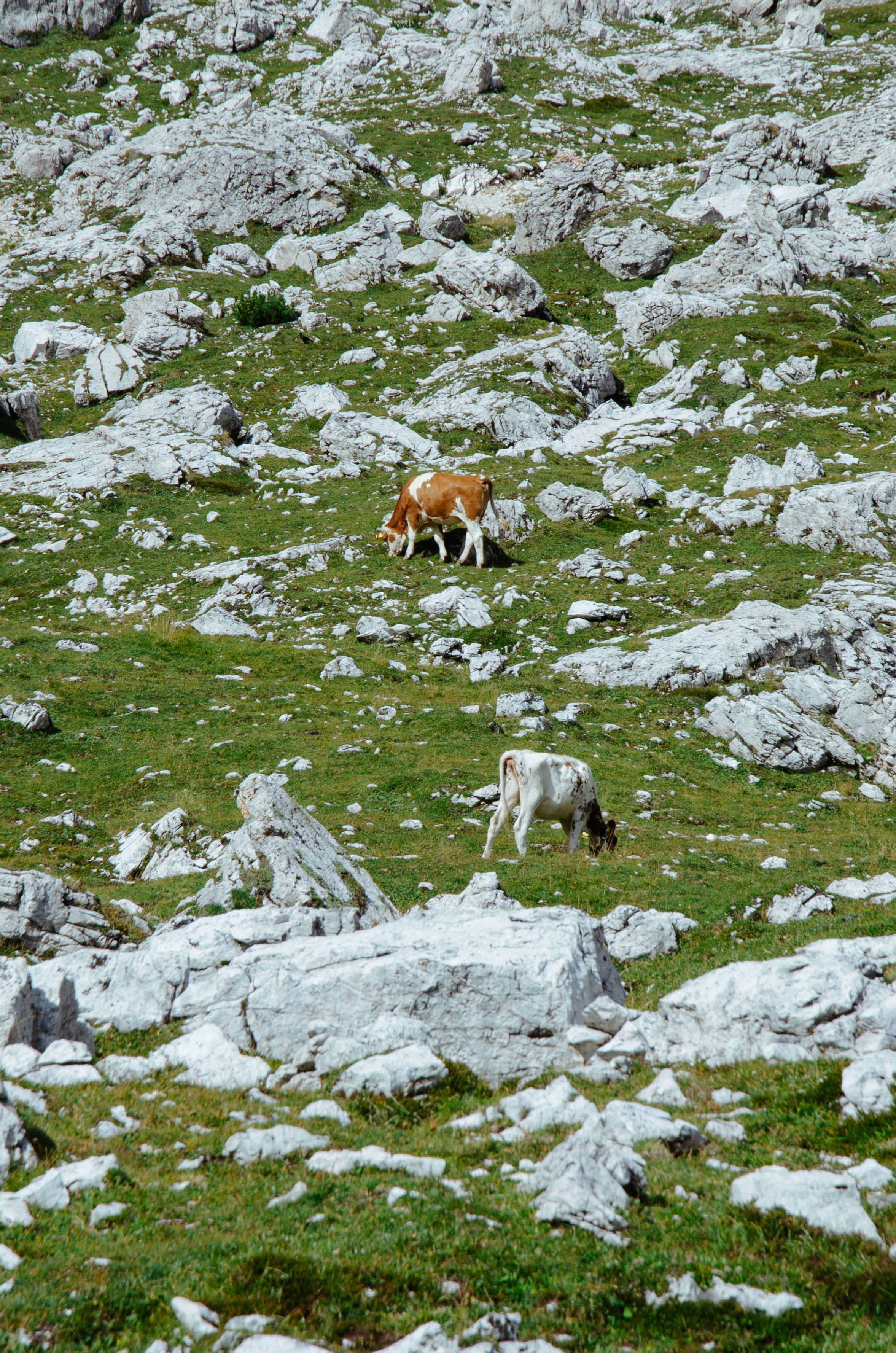 Two Grazing Goats Amid a Rugged Limestone Worksite