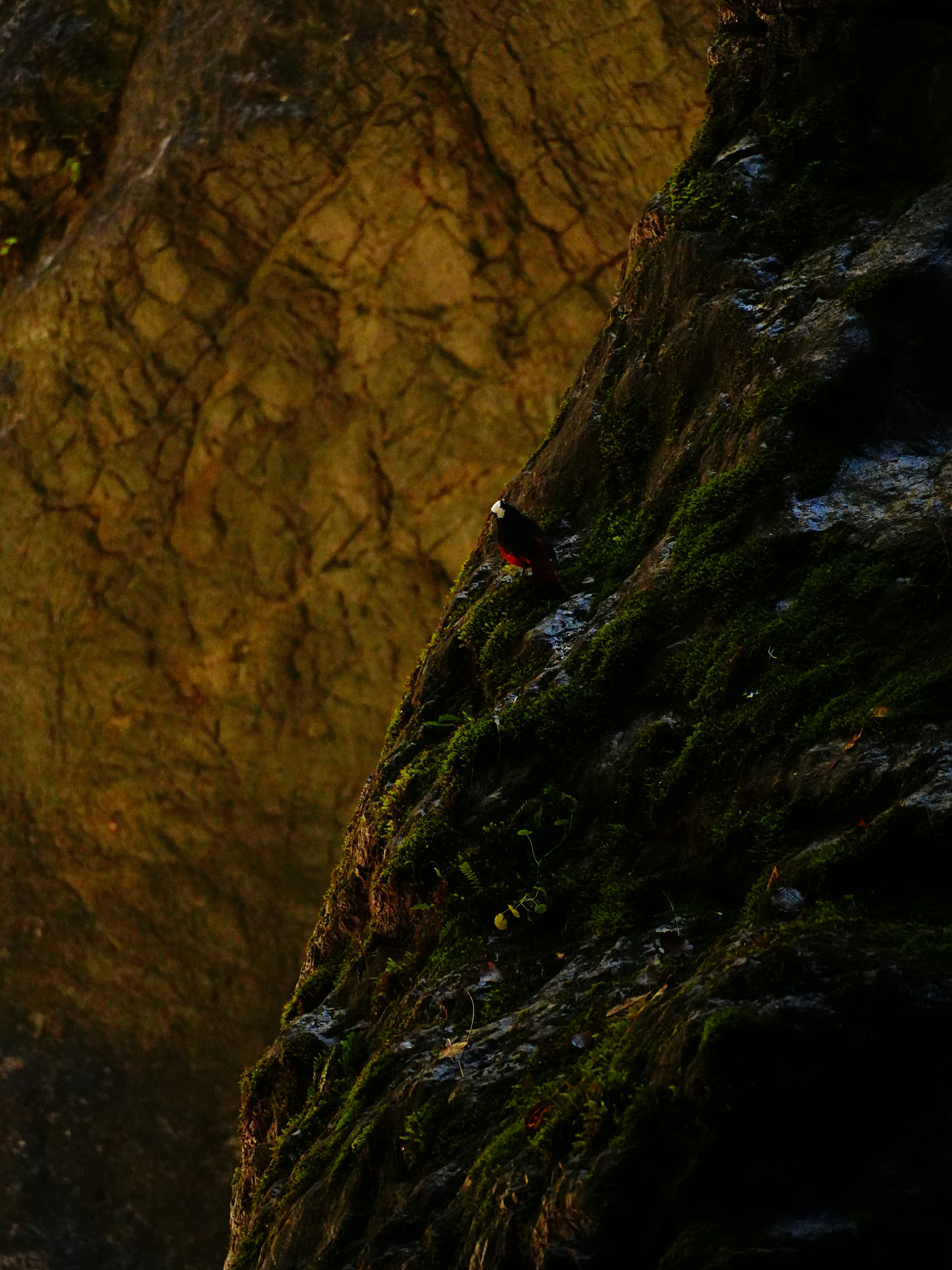 Hidden Flame on the Rock Face