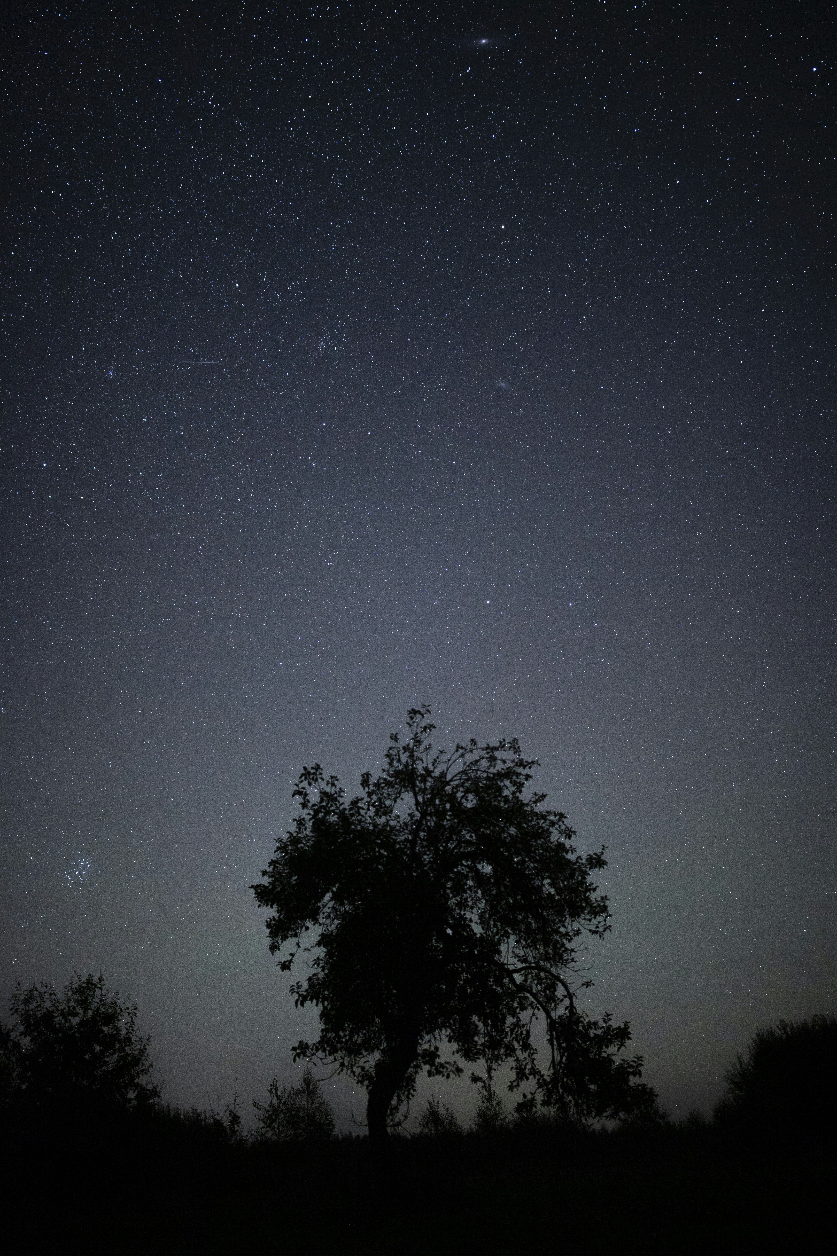 A silhouette of a tree against a vast night sky filled with stars