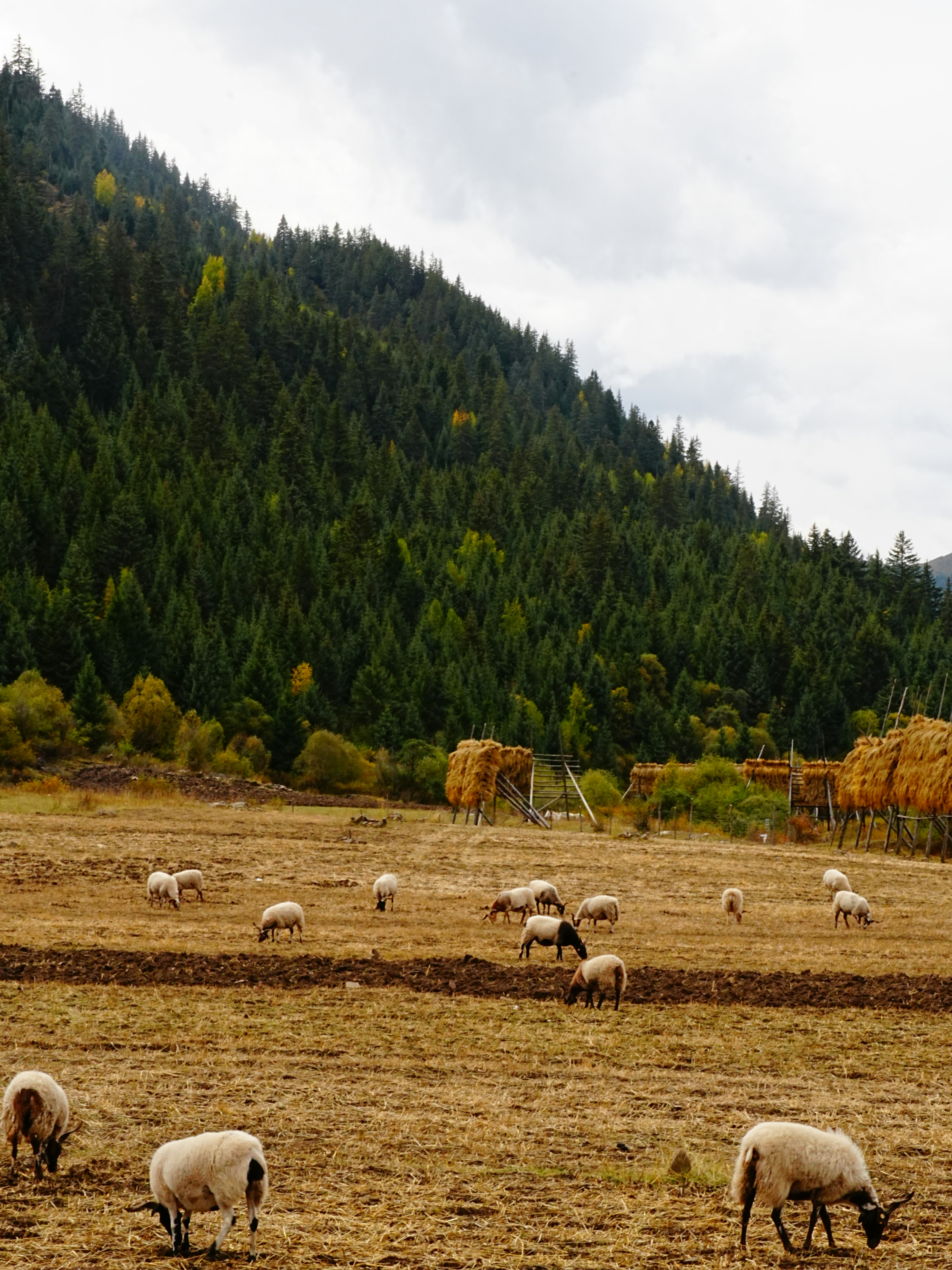 Grazing in the Field Beneath Pine Ridge
