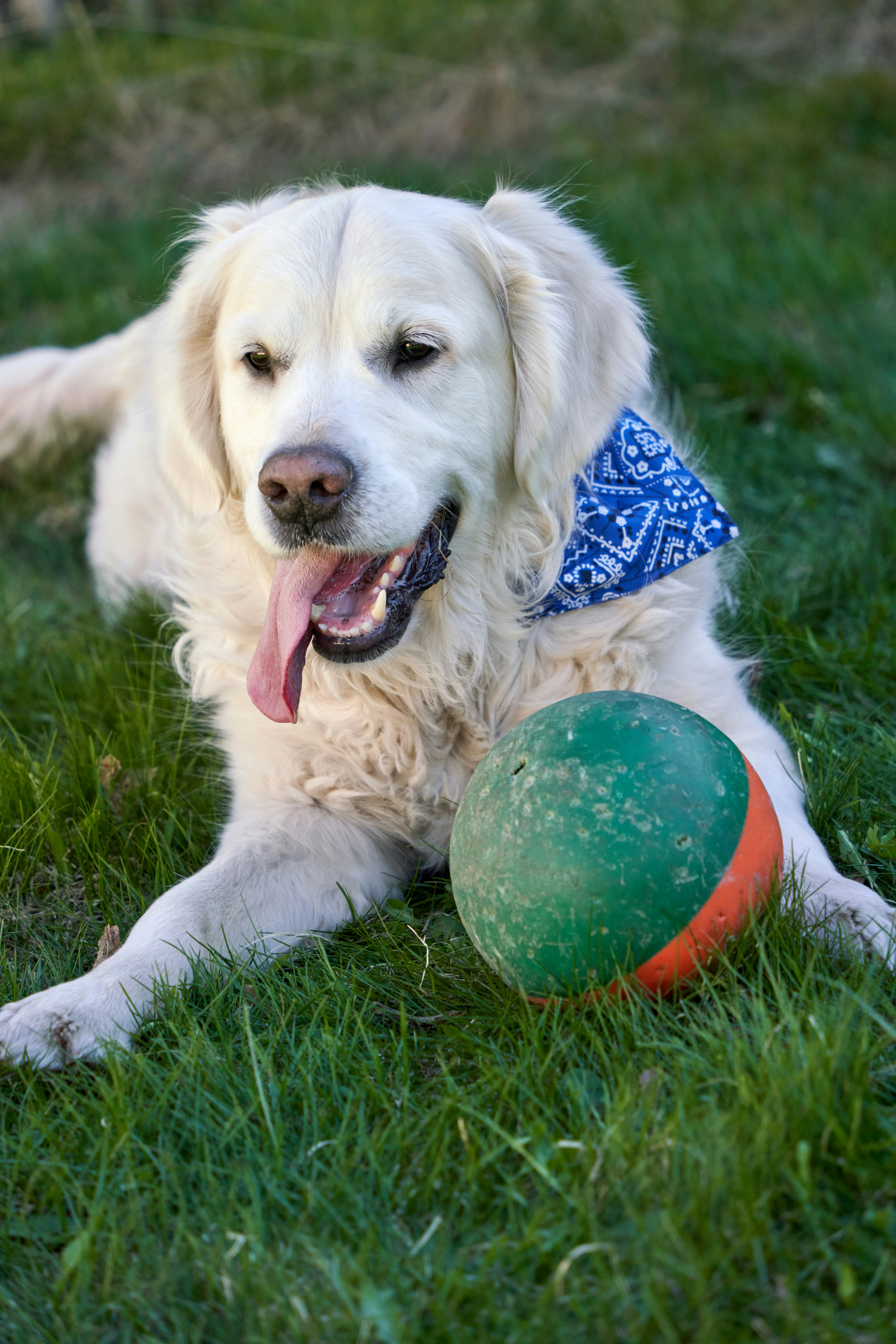 Golden Retriever Turned Watermelon Hunter: Ball at Rest, Tongue Out