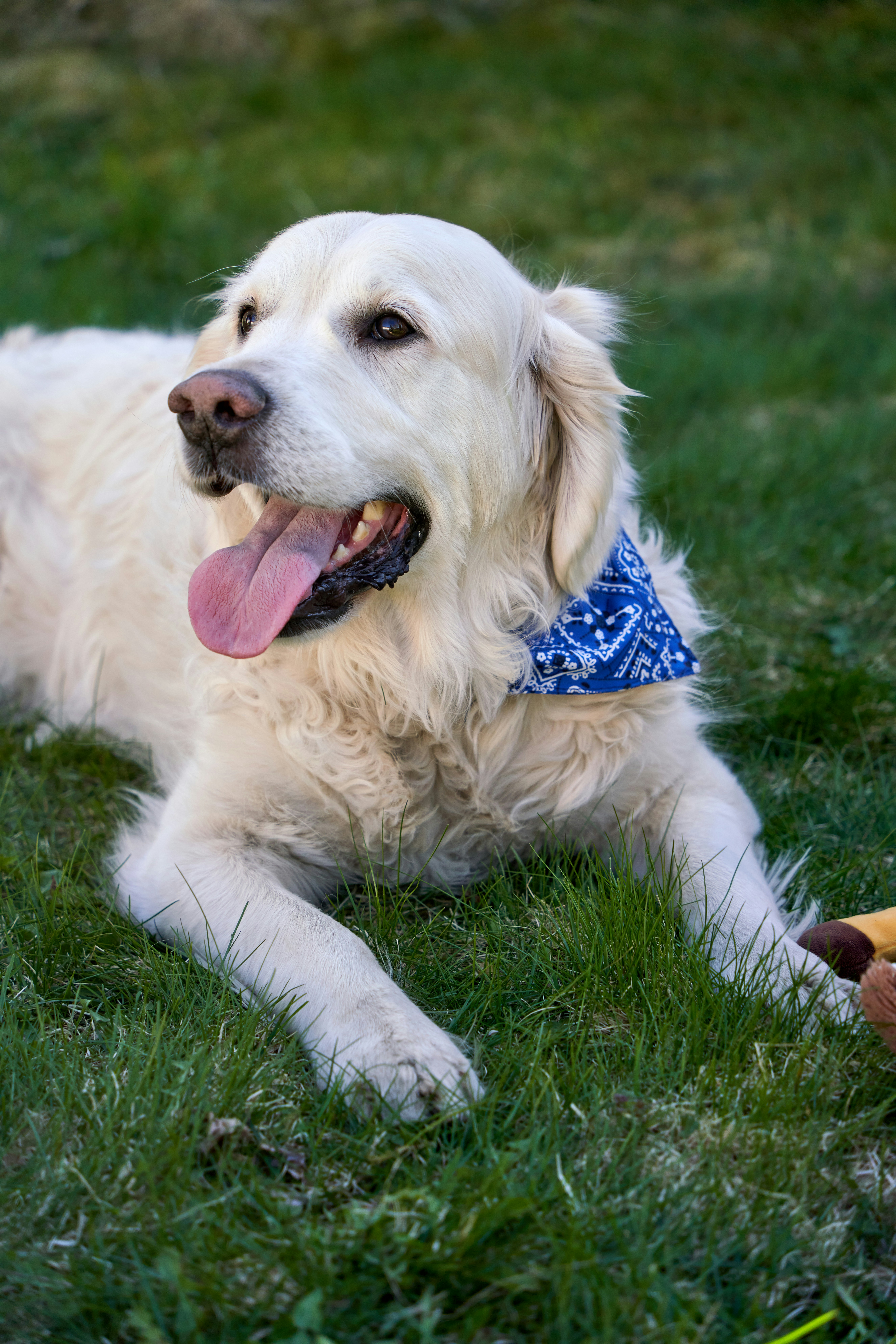 Bandana & Smile: Golden Retriever Lounges in Sunlit Lawn
