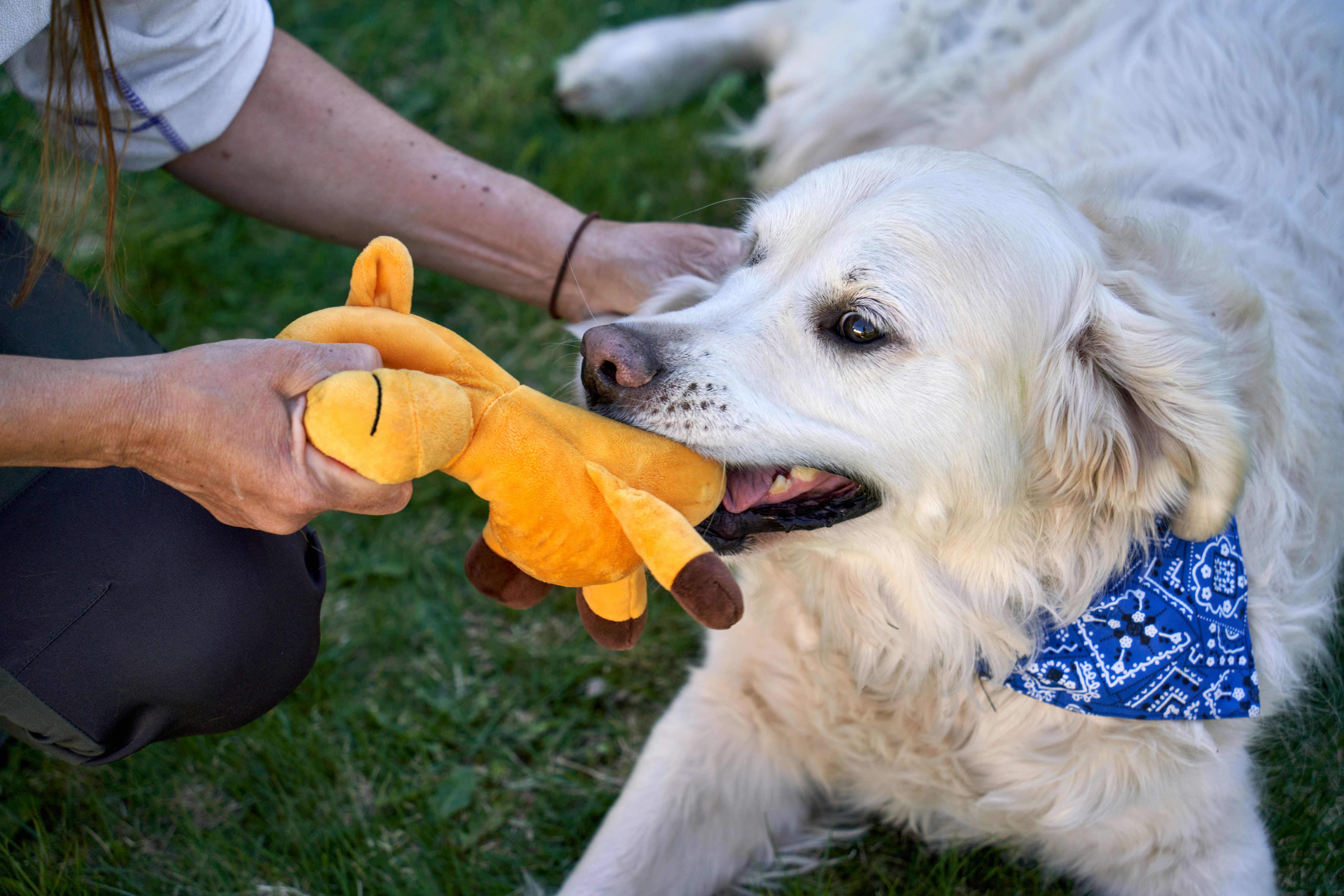 Golden Retriever Tug-of-Toy: Portrait in Grass
