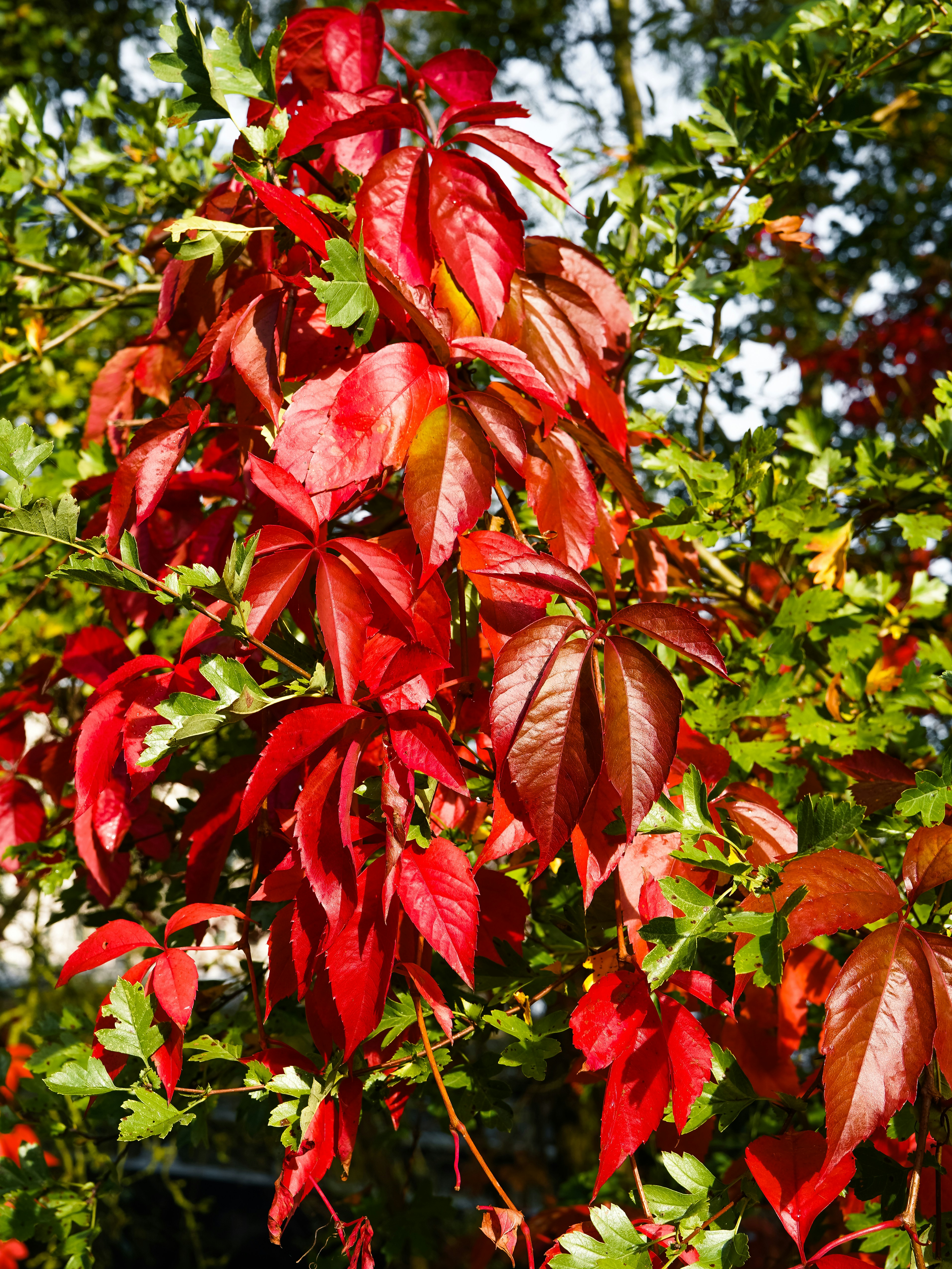 Crimson Vinescape: Scarlet Leaves Veiled in Spring Green