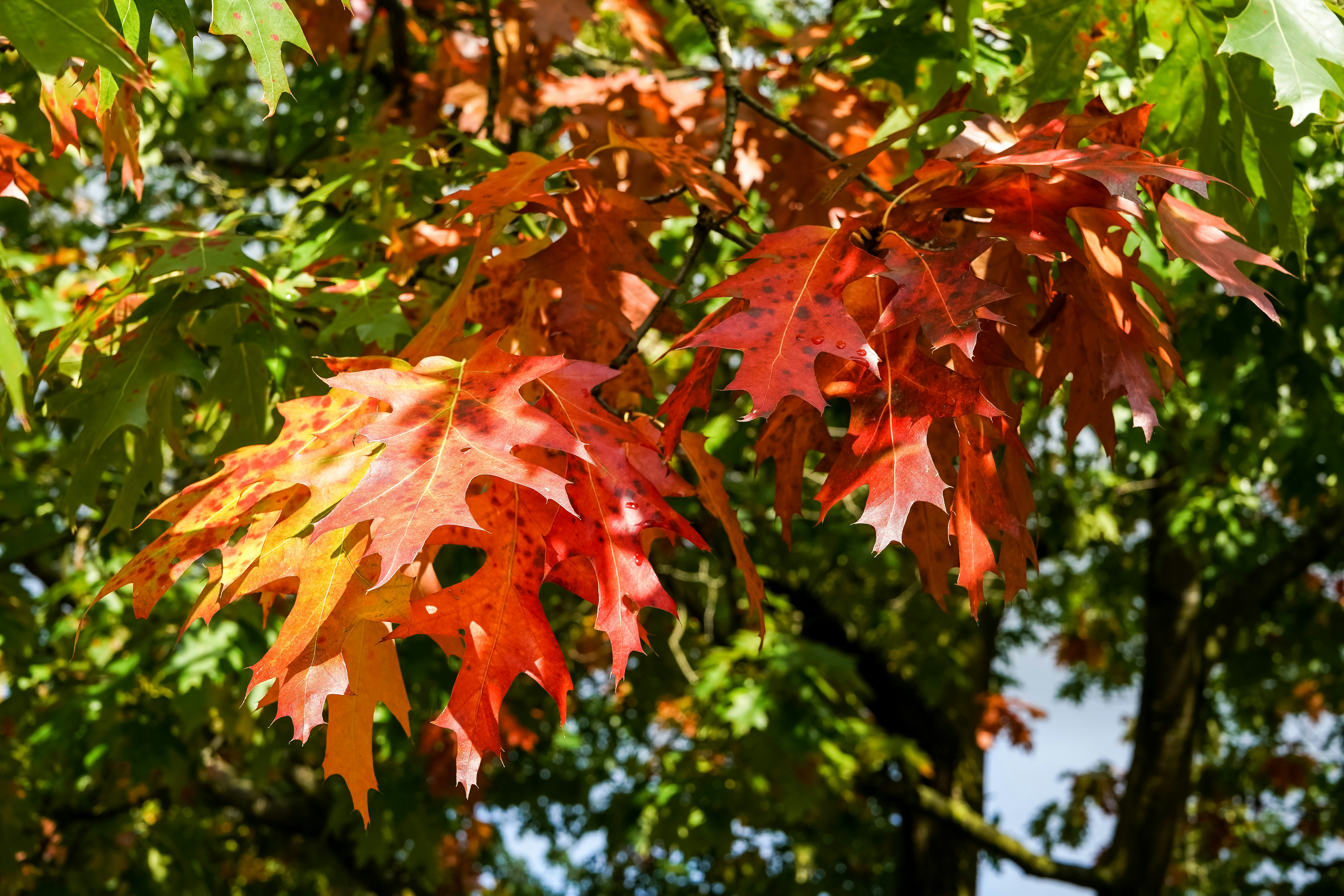 Autumn Ember Leaves: Vivid Foliage in Sunlit Canopy