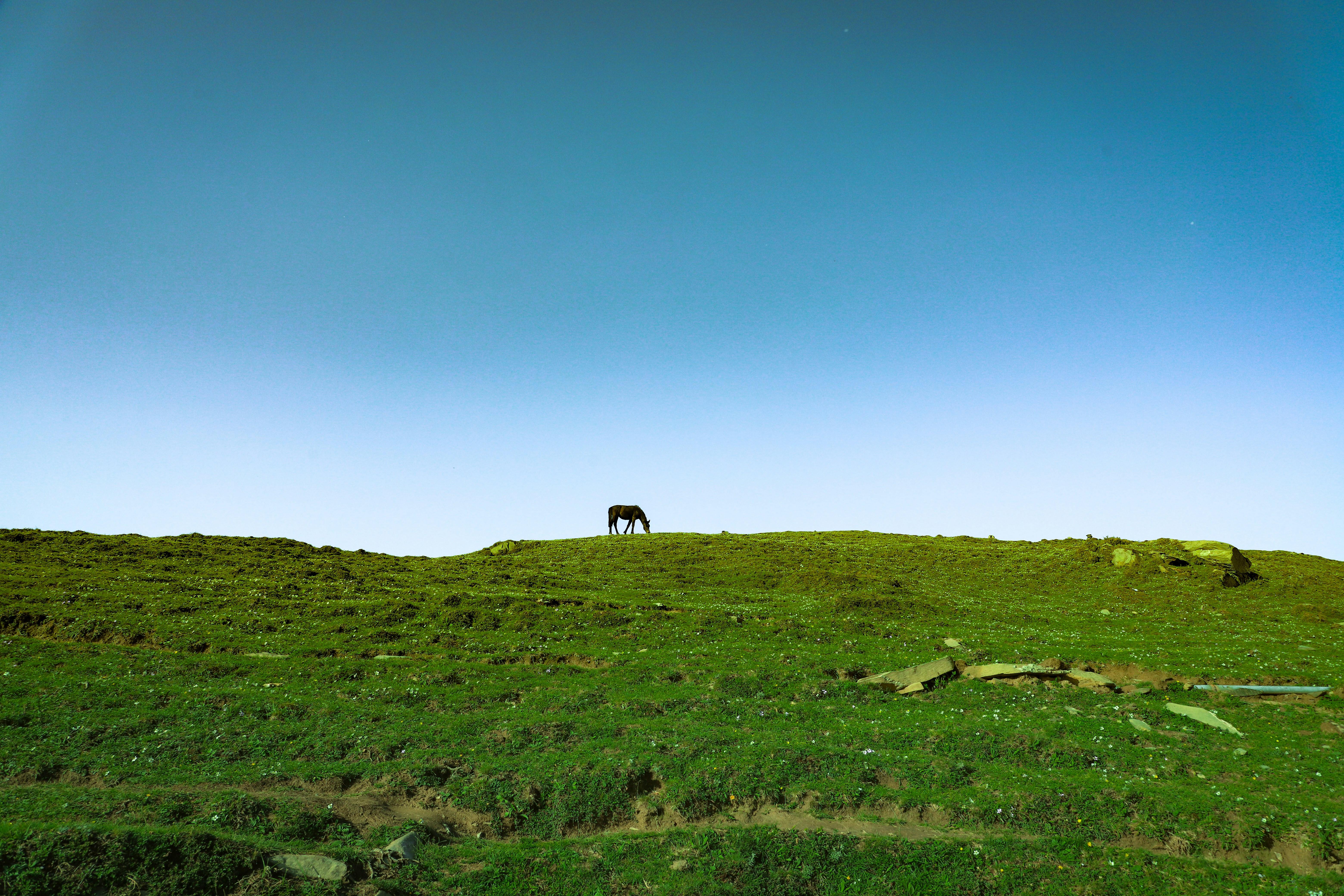 Distant Grazing Silhouette Against a Wide Blue Sky