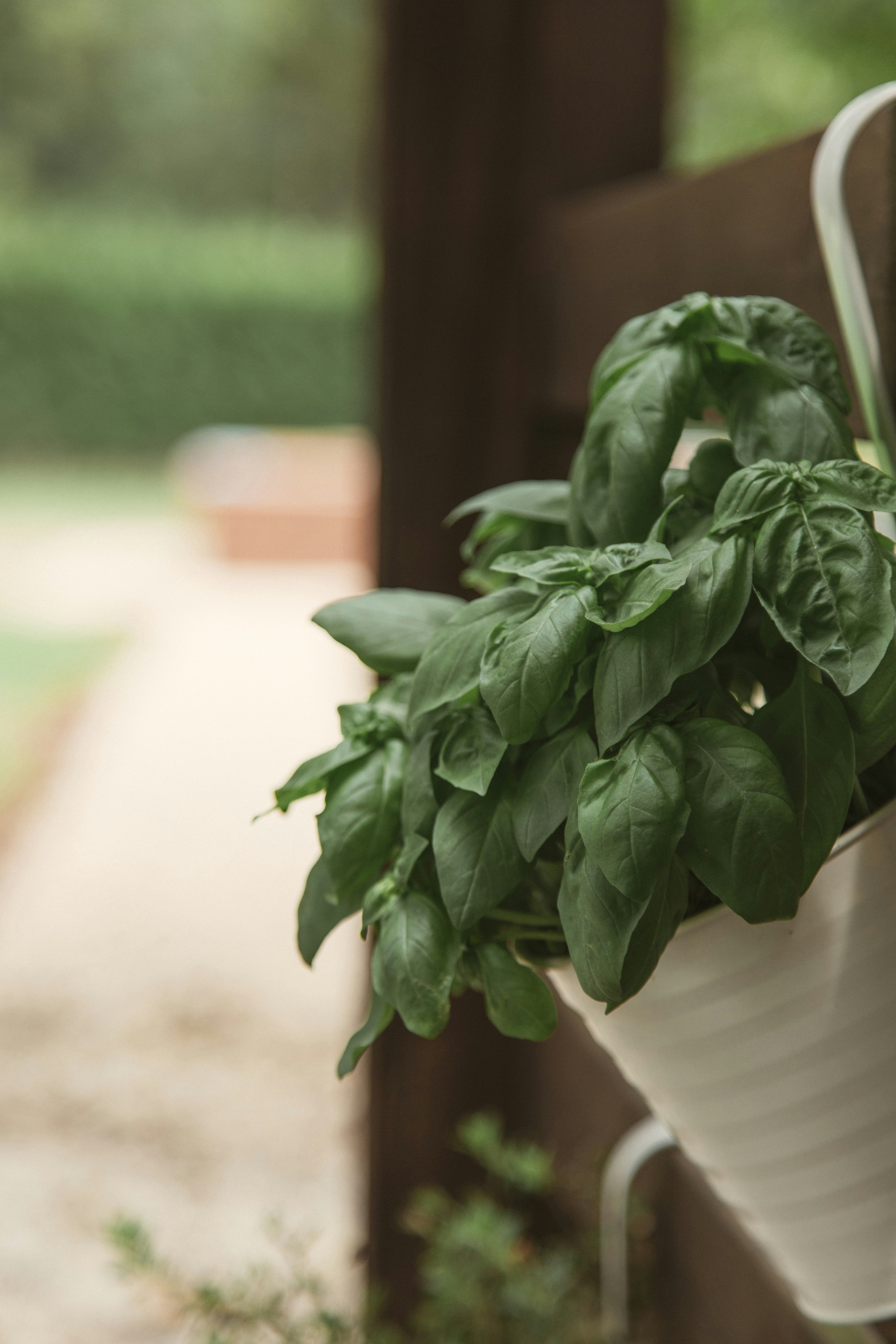 Green Cascade in a Balcony Garden