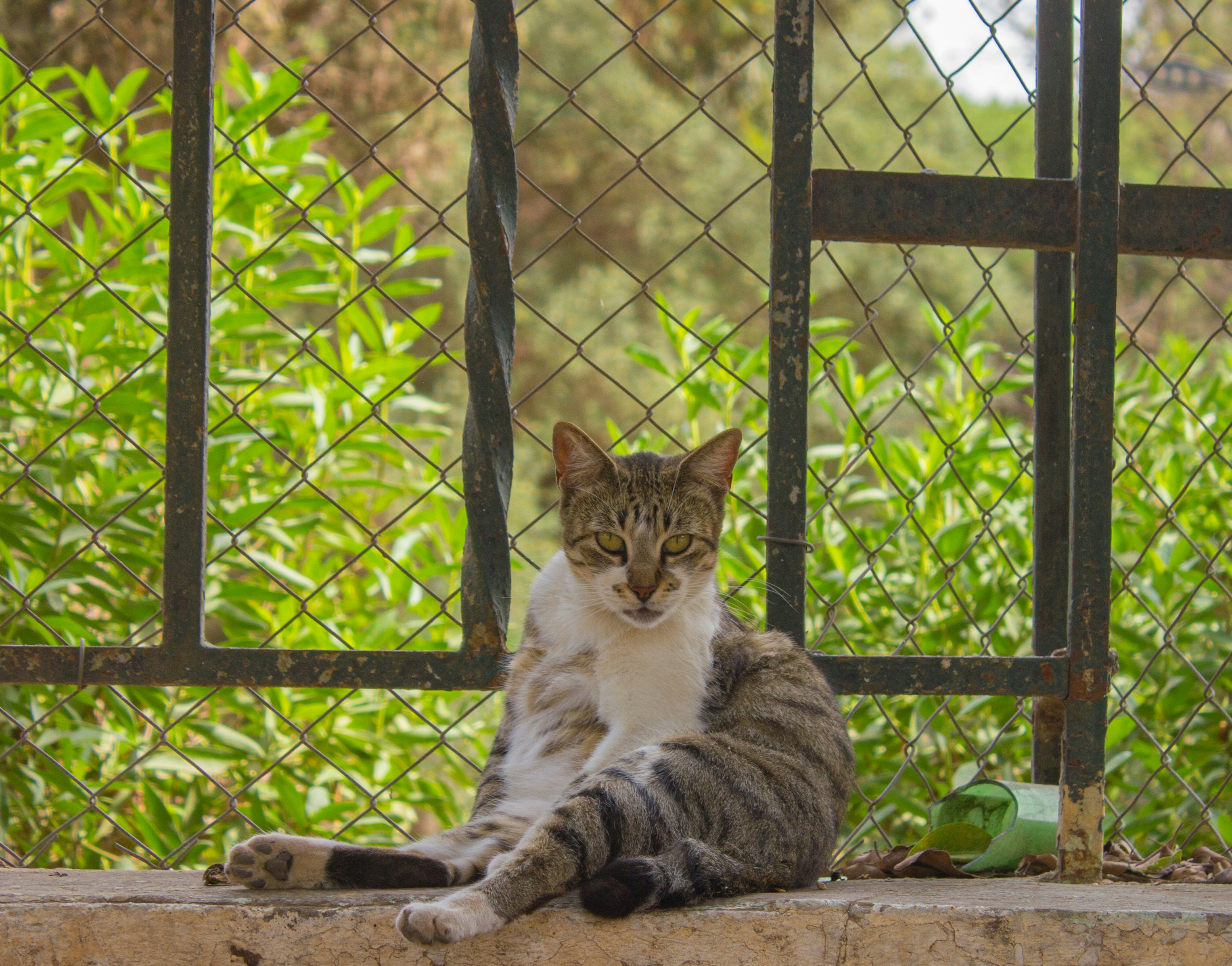 Leisure on a Garden Veranda: A Friendly Feline Framed by Woven Fence