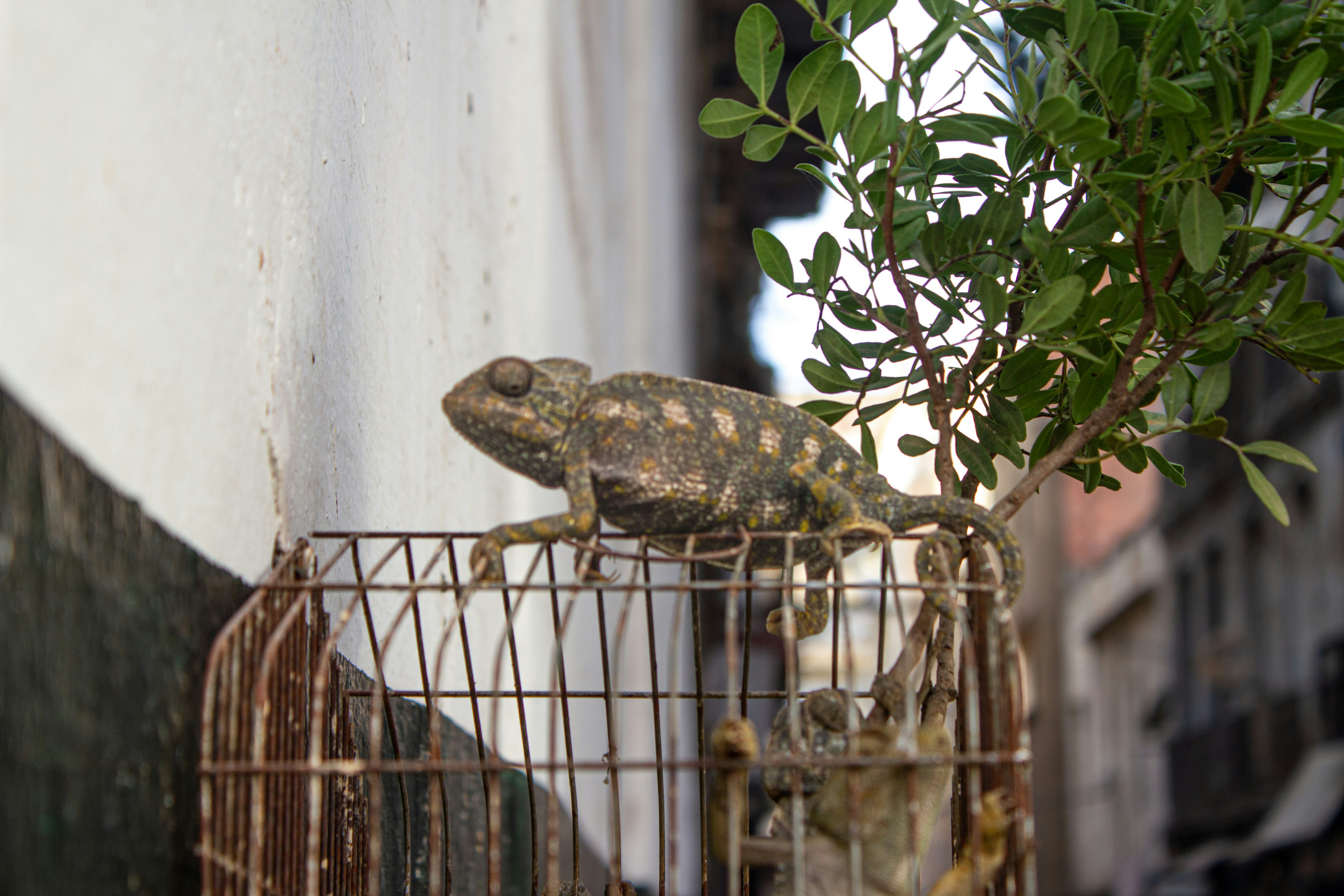 Urban Lizard on a Rusty Cage: Hidden Resident of the Alley