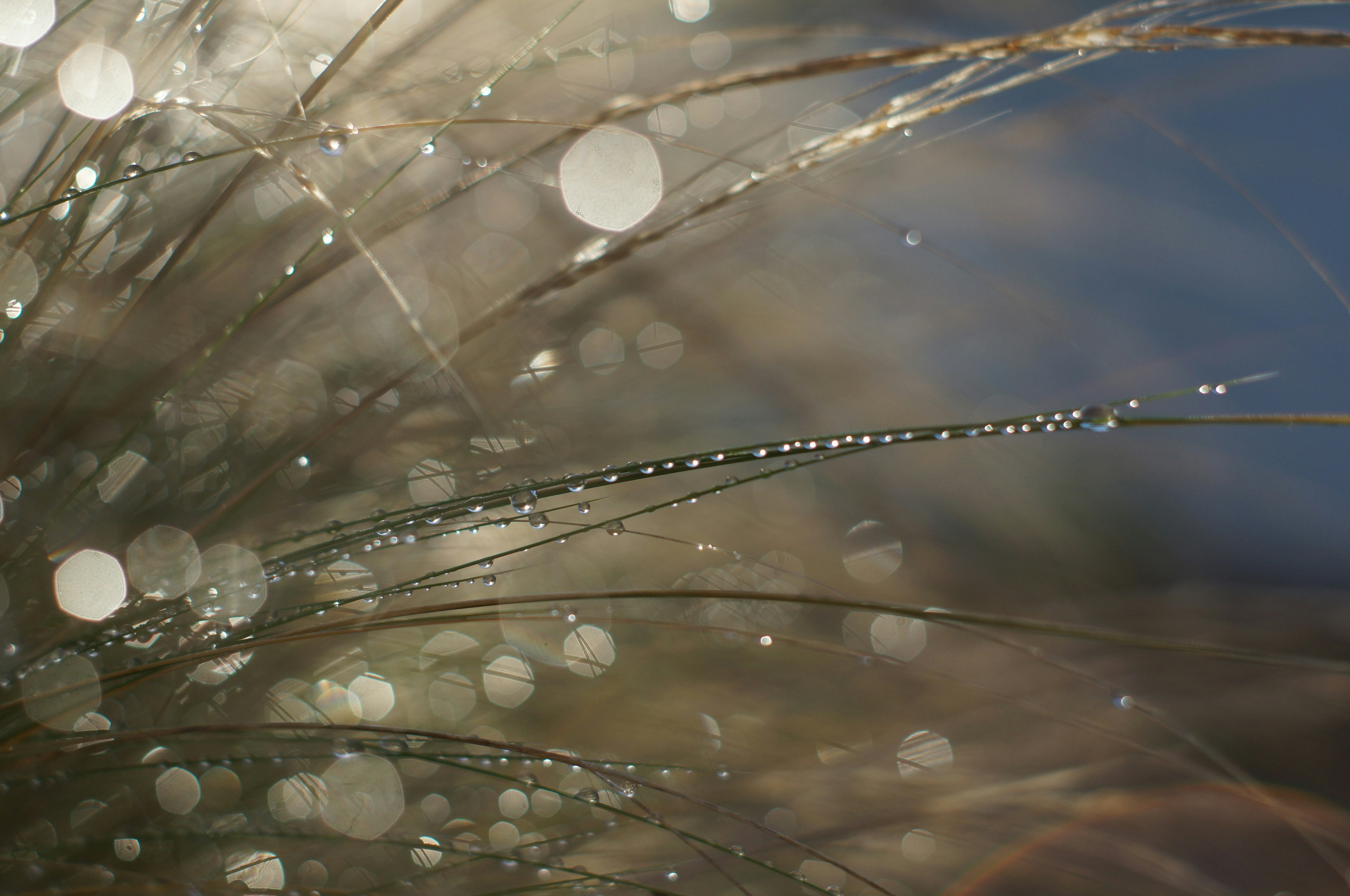 Macro scene of dew beads perched on thin plant filaments with soft bokeh and muted background; a close-up capture of natural texture and light, as if part of a delicate illustration.
