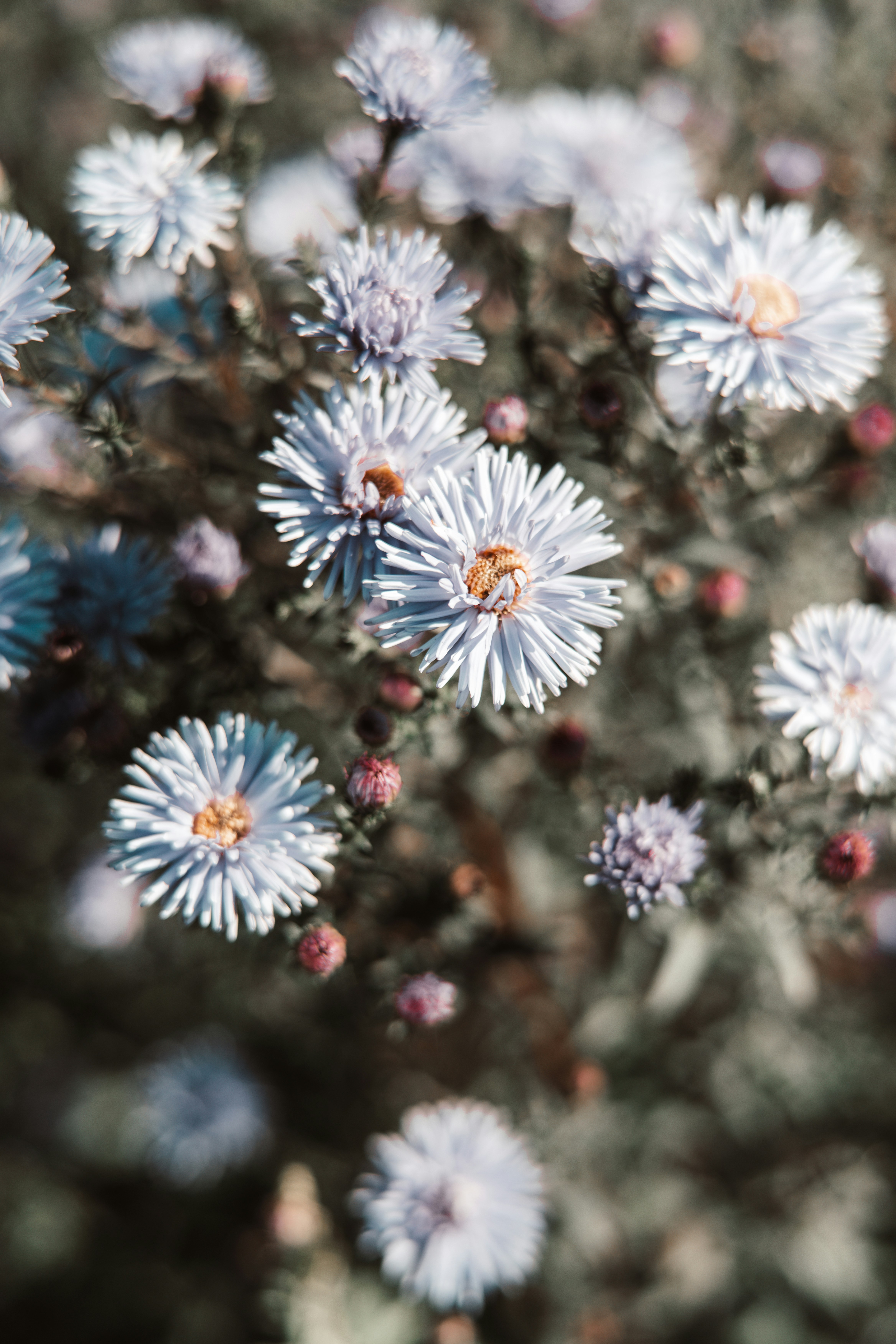 Azure pom-pom blossoms: a close look at a sunlit bloom cluster