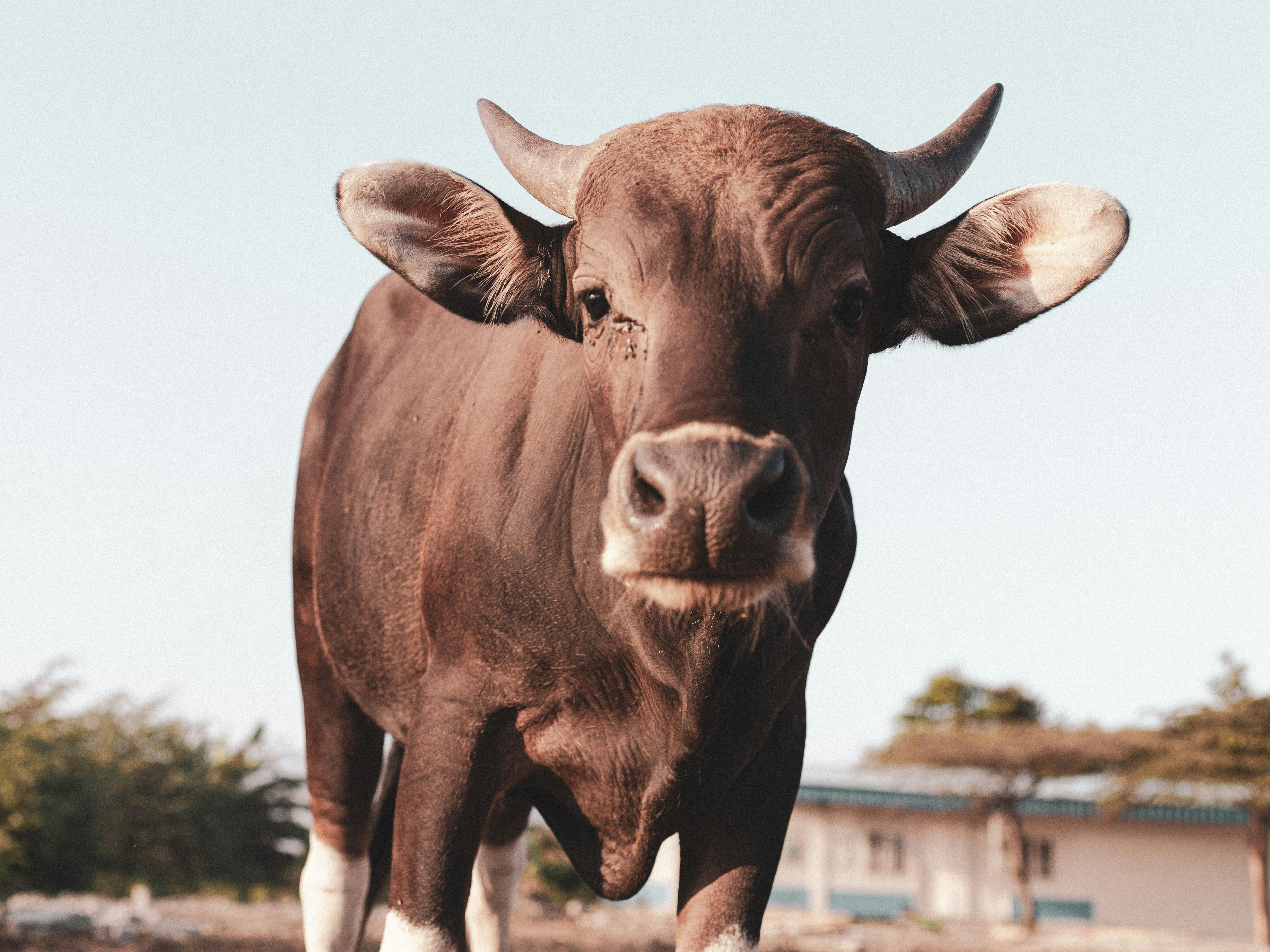 Close-Up of a Brown Cow Greeted by Clear Sky