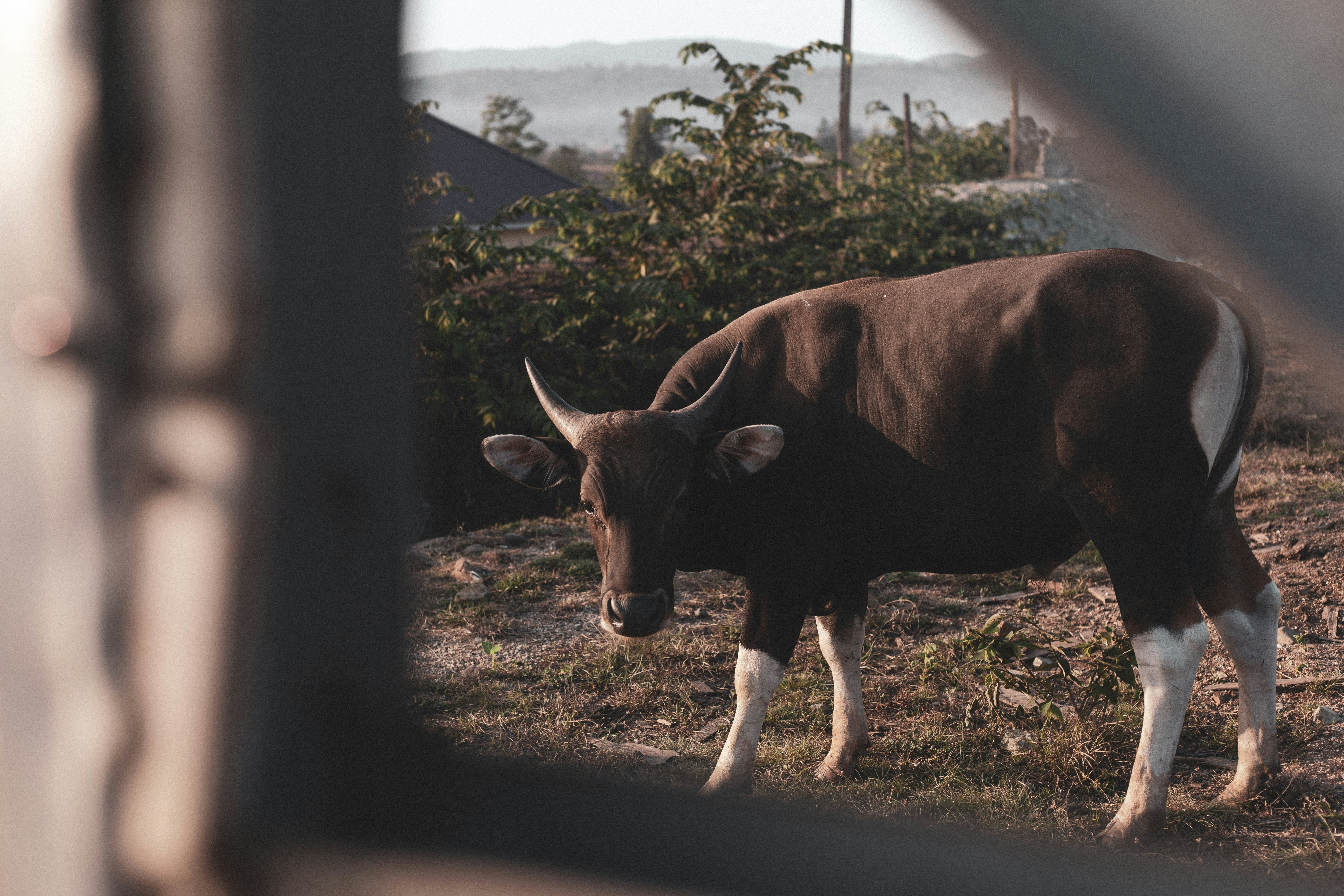 Backlit Bovine in a Quiet Fence-Line Meadow