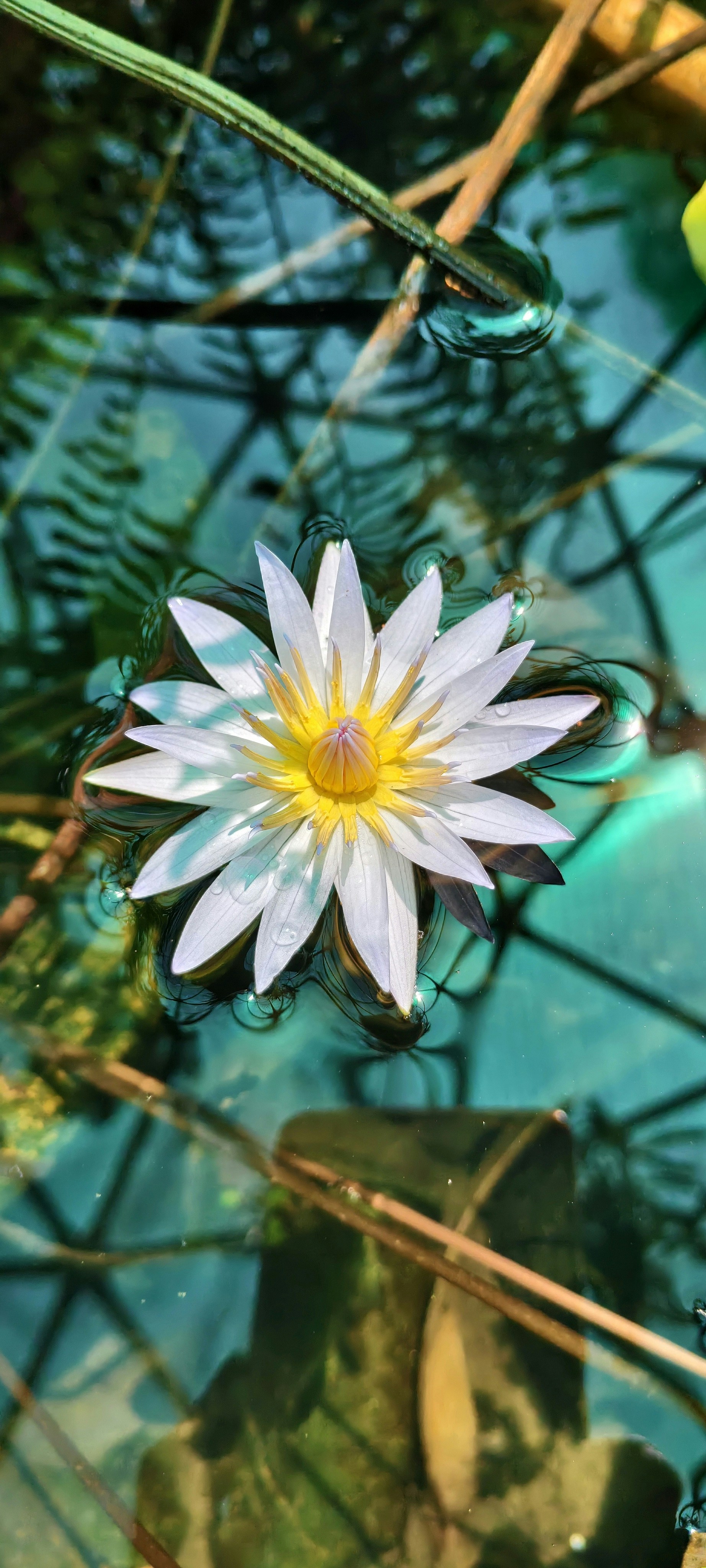 A white water lily with a yellow center floating on calm turquoise water