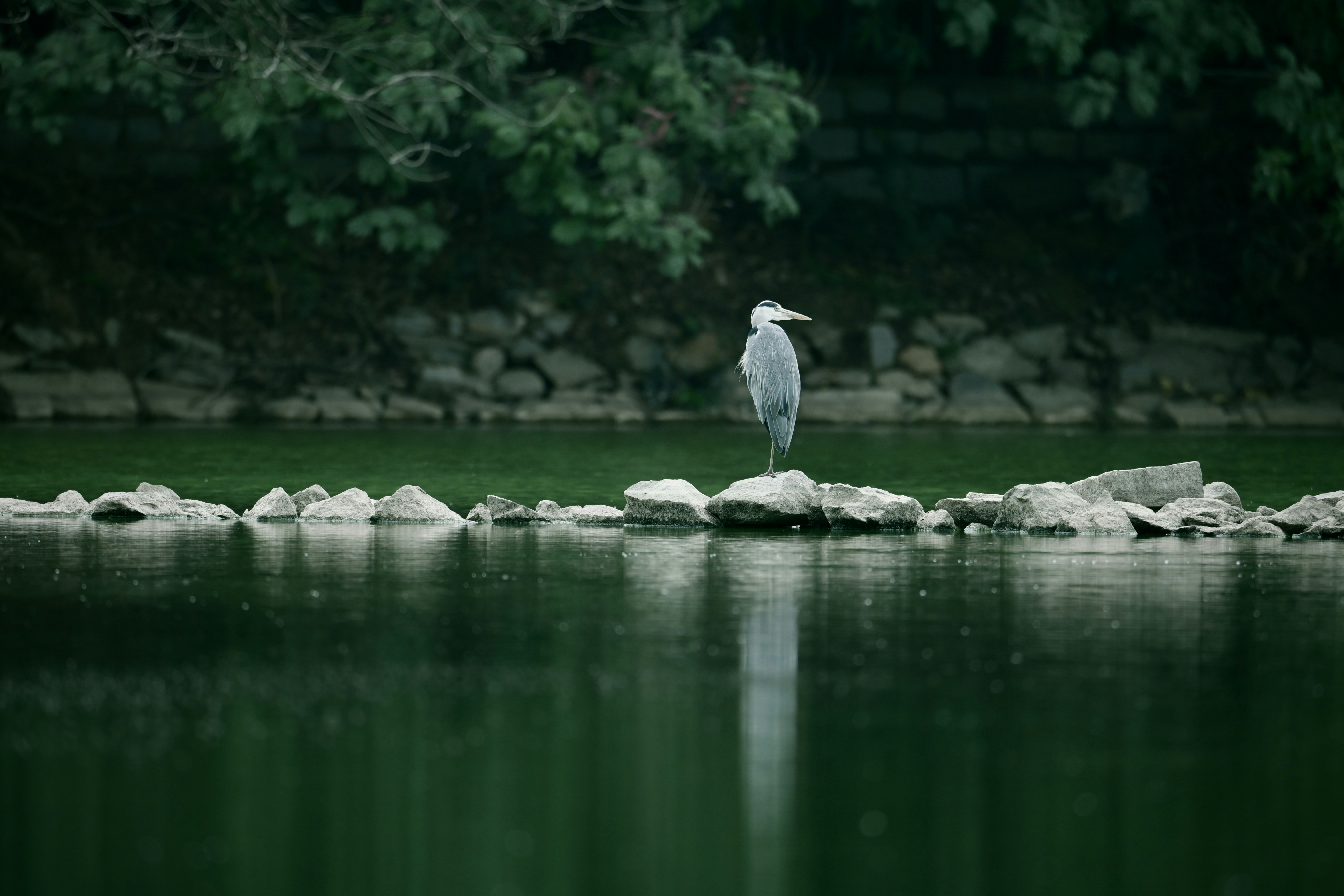Grey heron perched on a line of rocks along a calm water edge, with a dark, leafy bank in the background; a stark, minimalist shoreline scene. (Logo/illustration-free photograph).