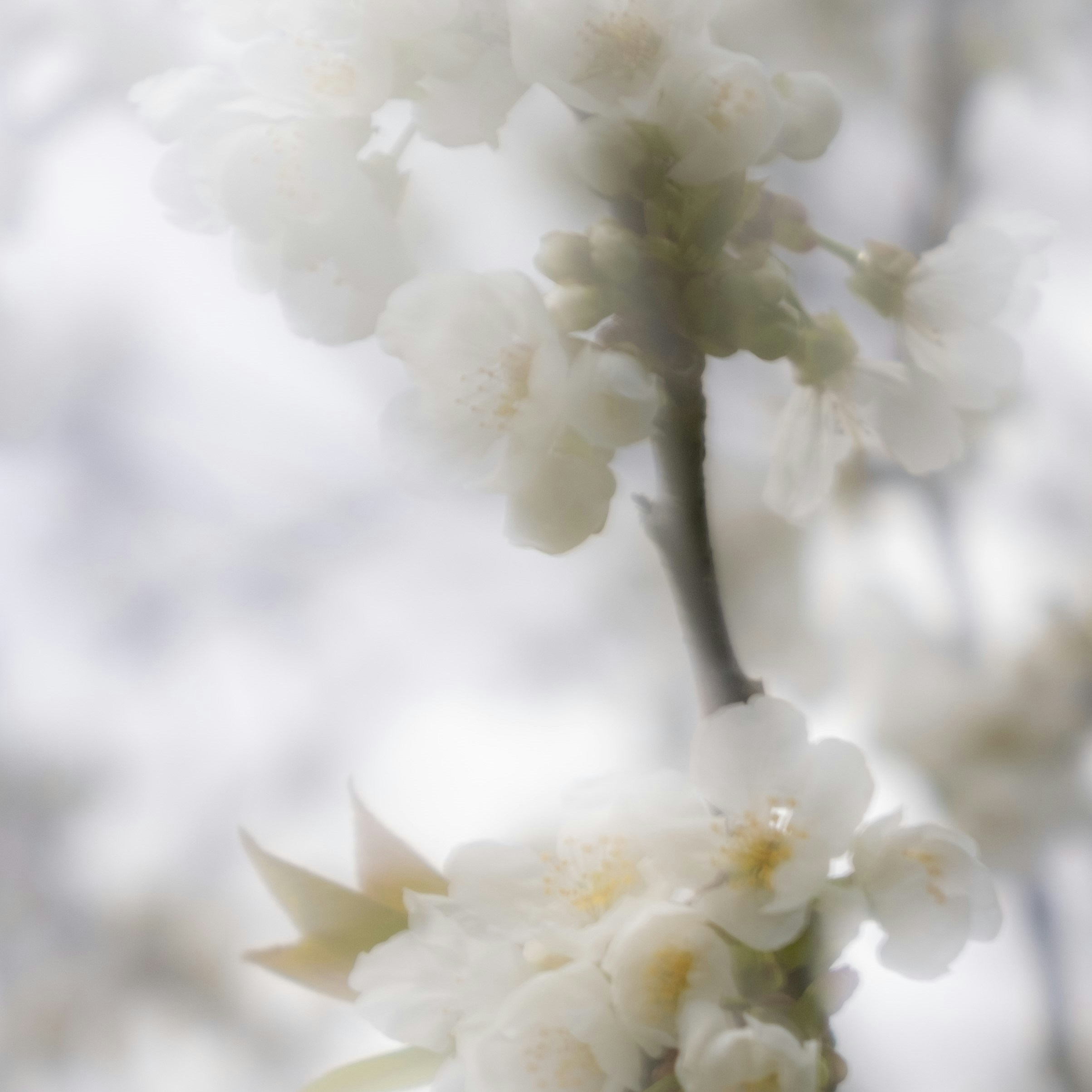 Whispering White Blossoms: A Soft Look Through Spring