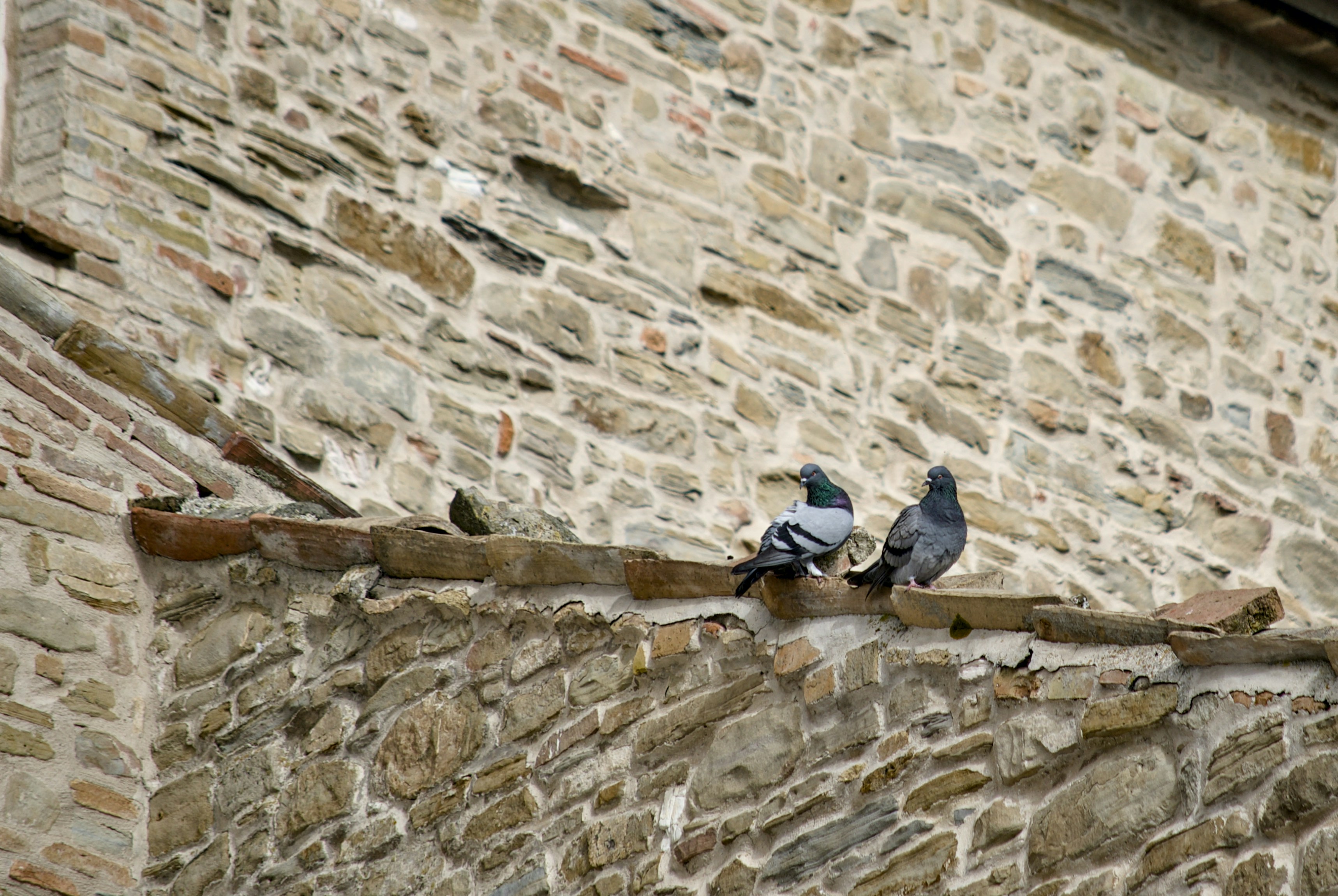 Two pigeons perched on the weathered terracotta tiled edge of a rustic stone wall