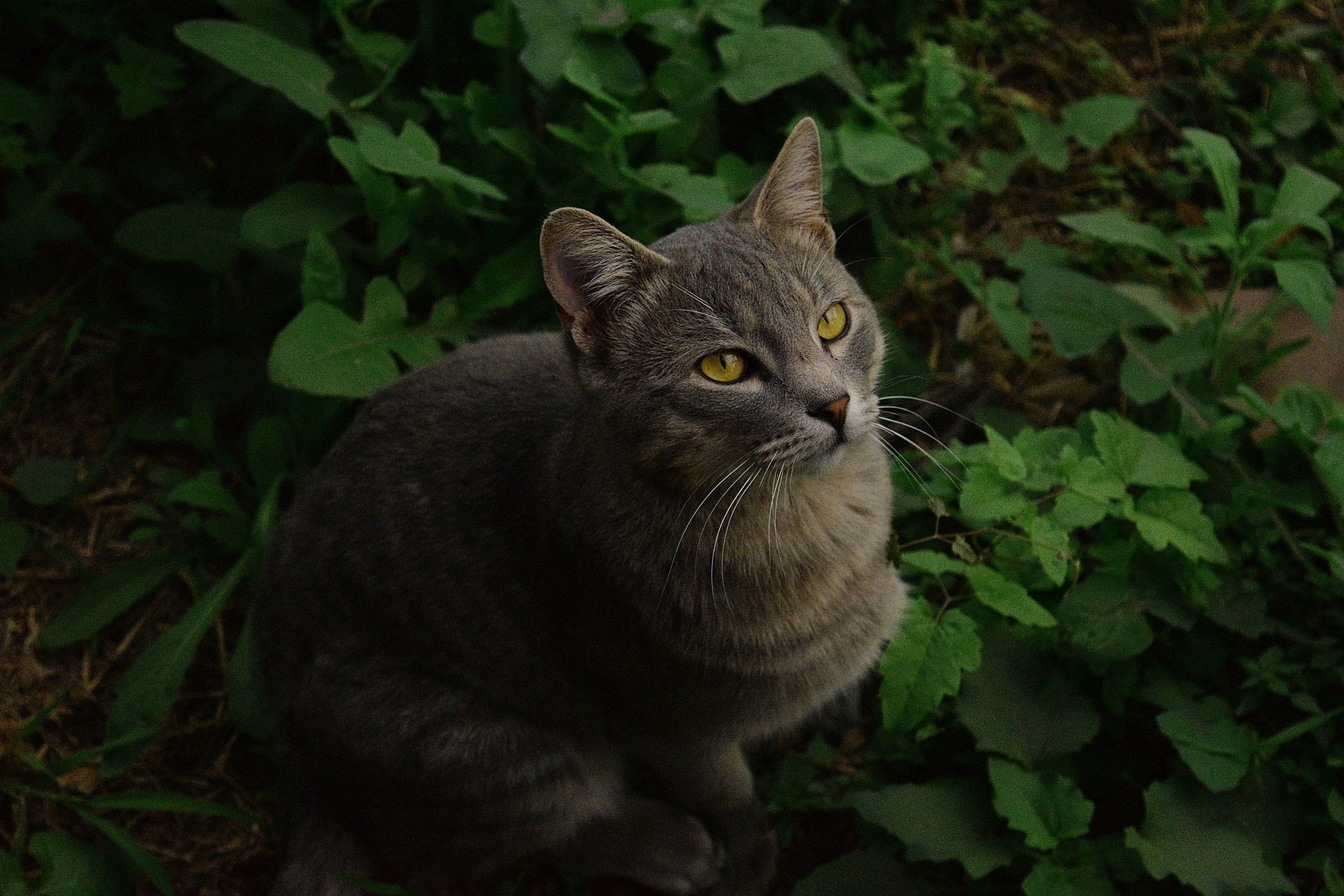 Amber Gaze Among Green Veils