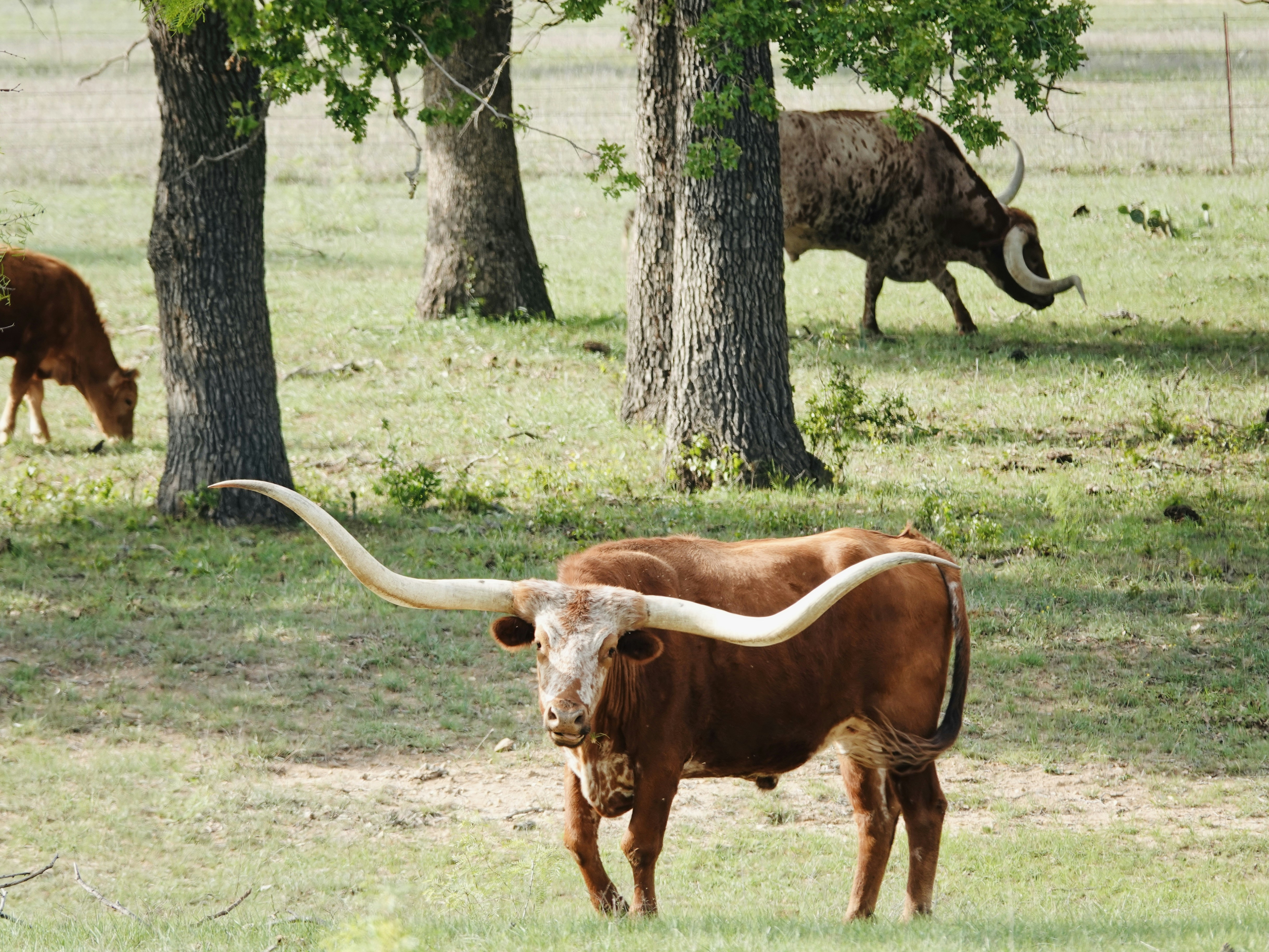 Longhorn Sentinel: A Herd of Quiet Giants in Sunlit Pasture