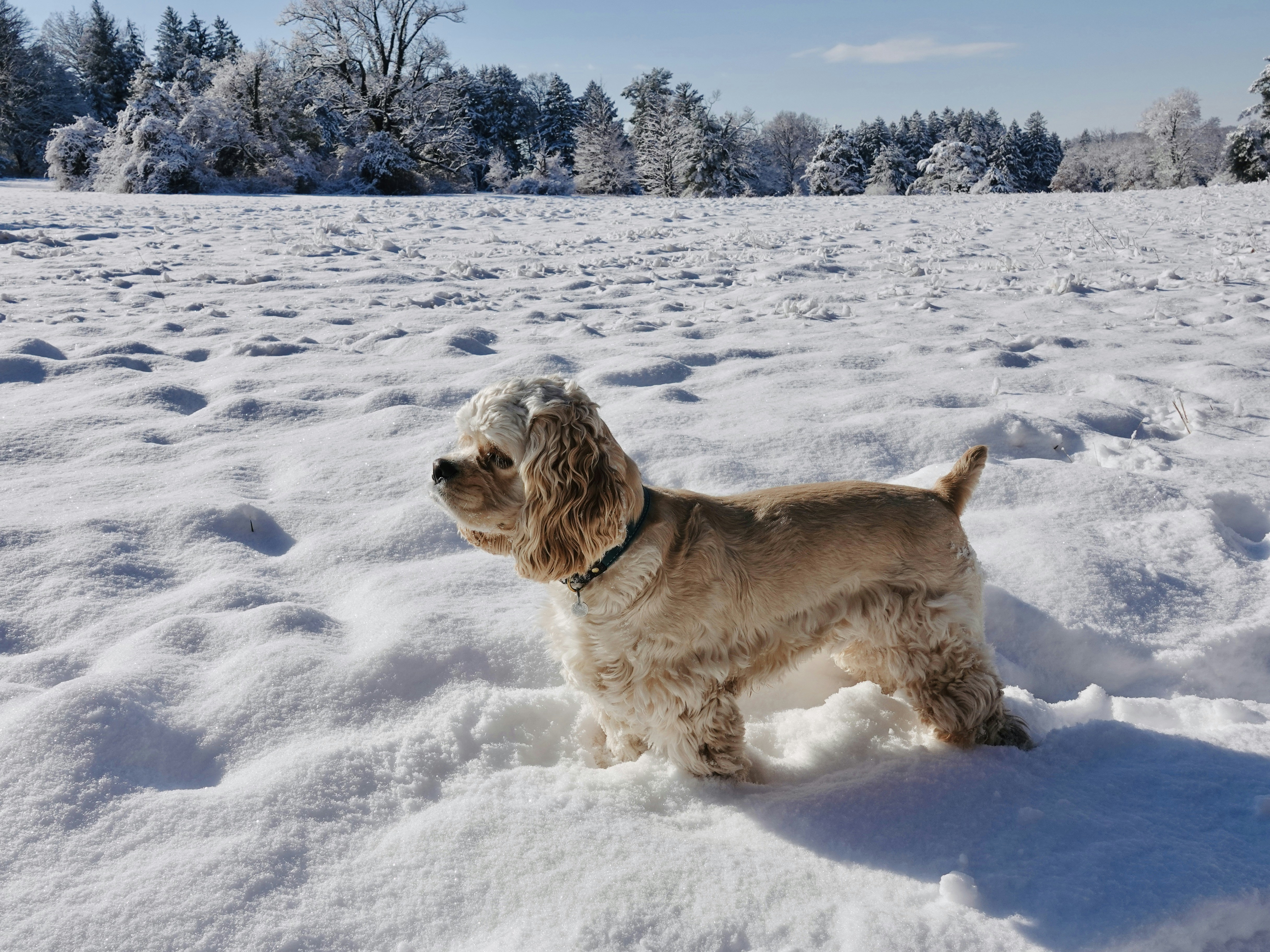 Snowbound Spaniel: A Loyal Outline Against Winter's Canvas