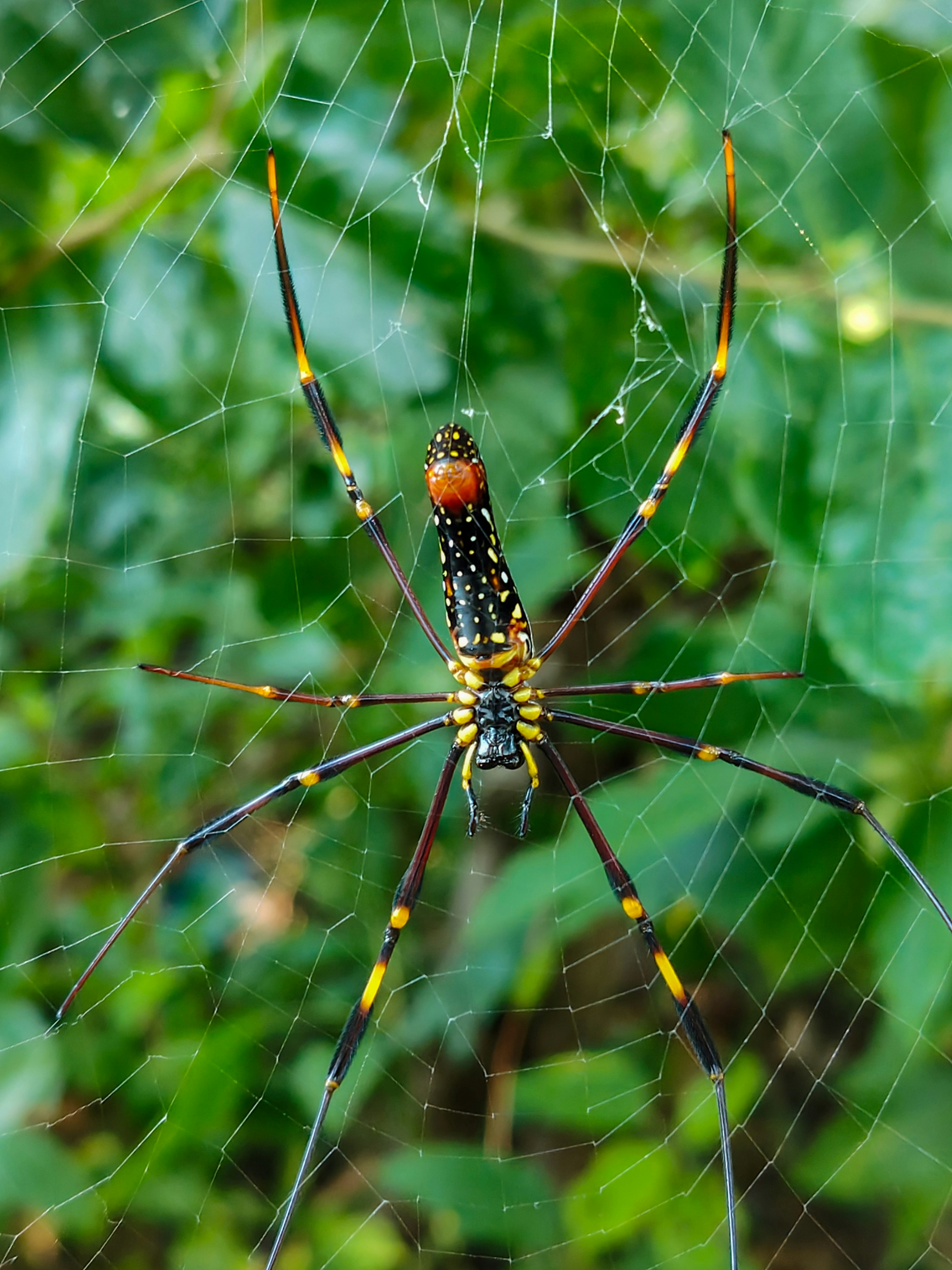 Orb-weaver in a Web of Green: Precision in a Spider’s Span