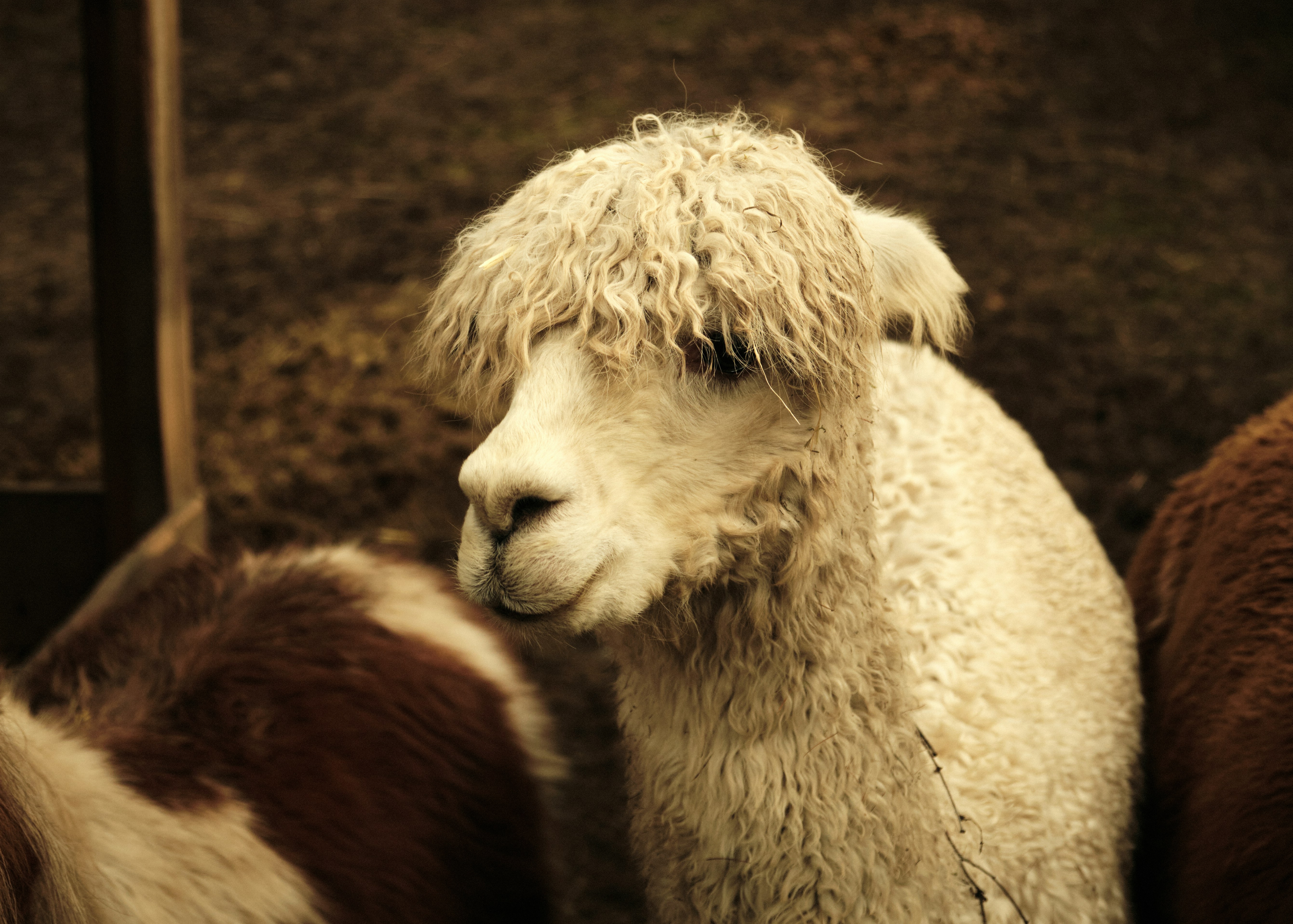 Alpaca Portrait: Gentle Gaze Through a Tussled Fringe