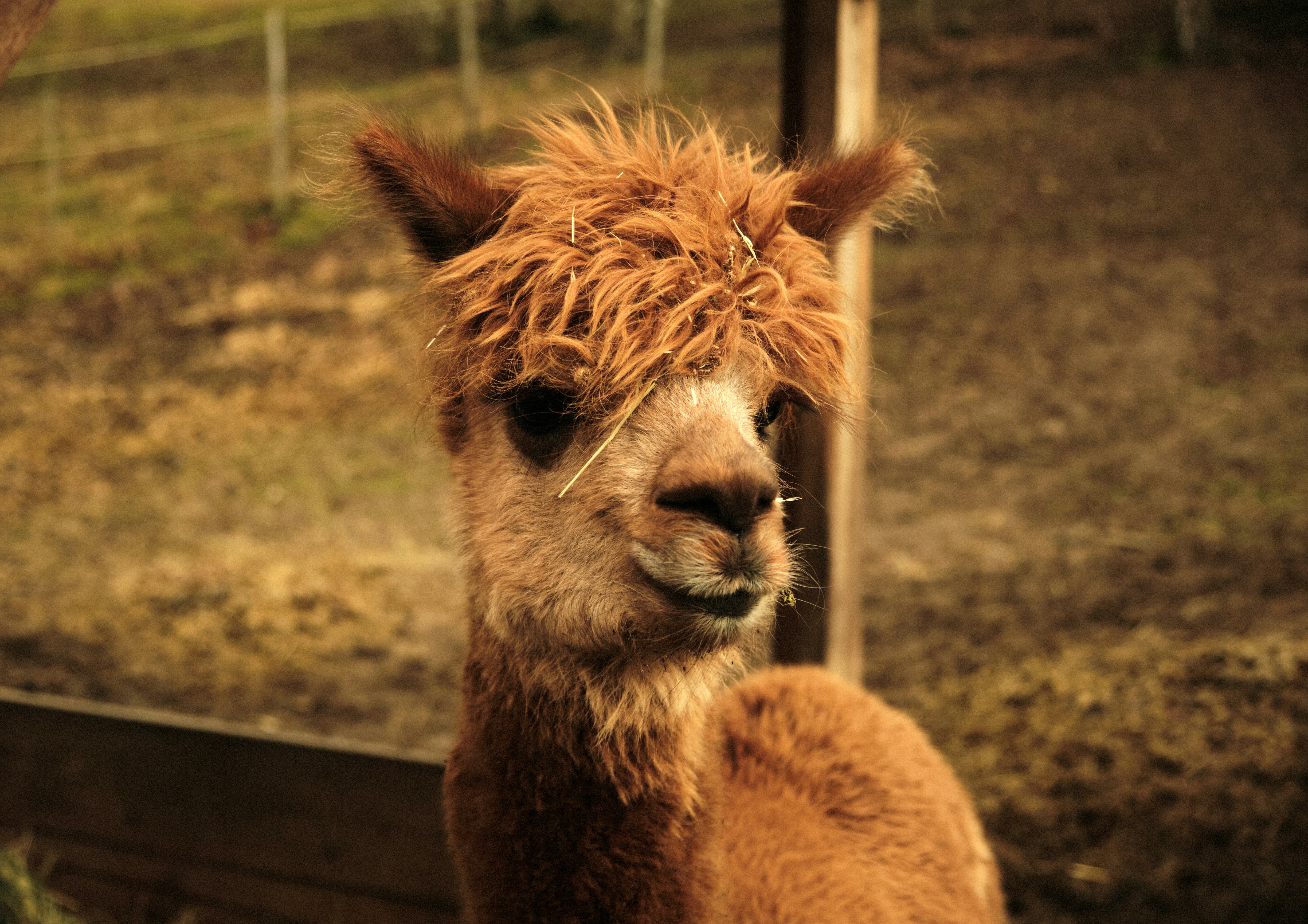 Alpaca Portrait in Warm Pasture Light