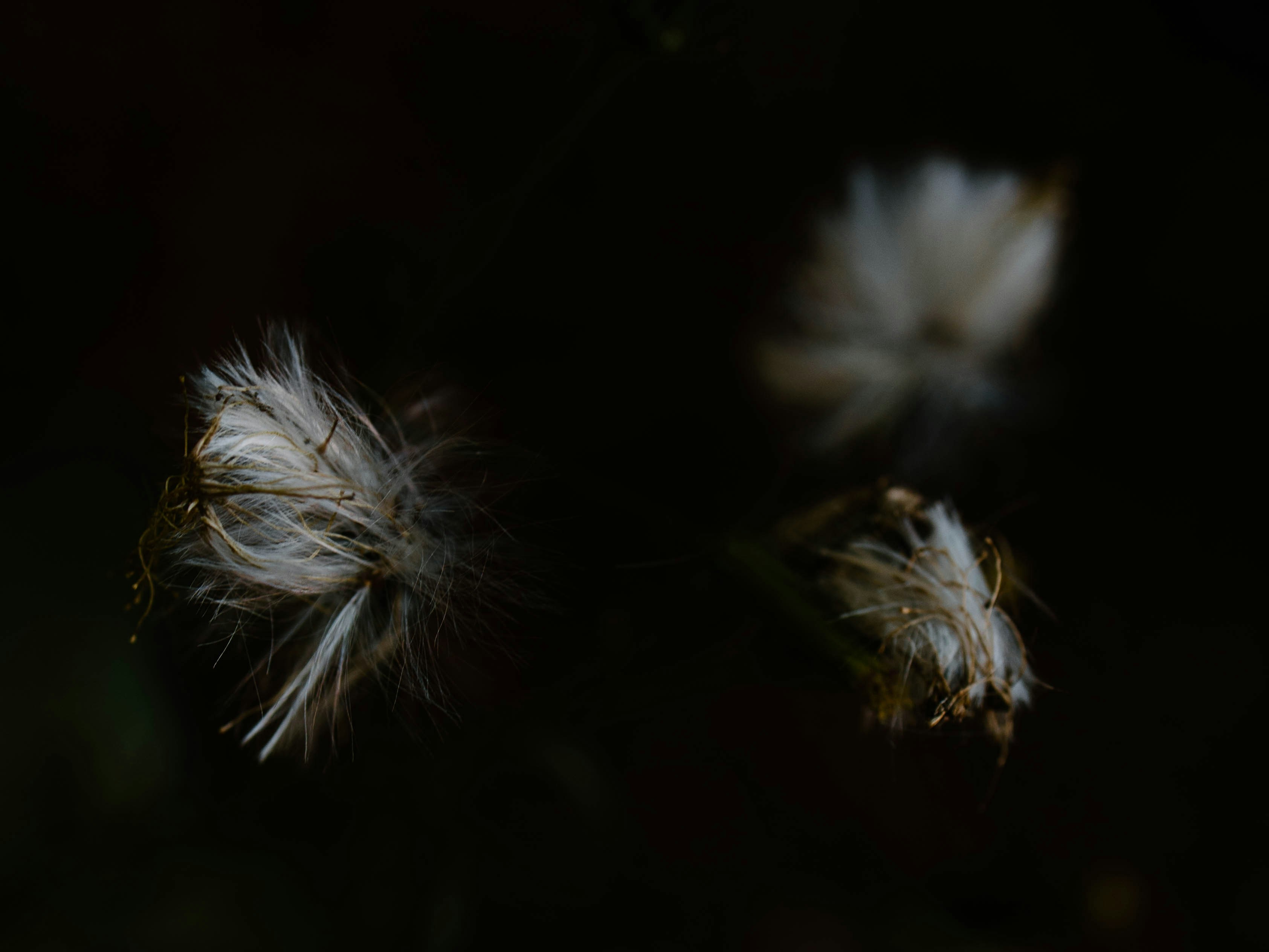 Whispers in the Dark: Dandelion Seeds Drift at Night