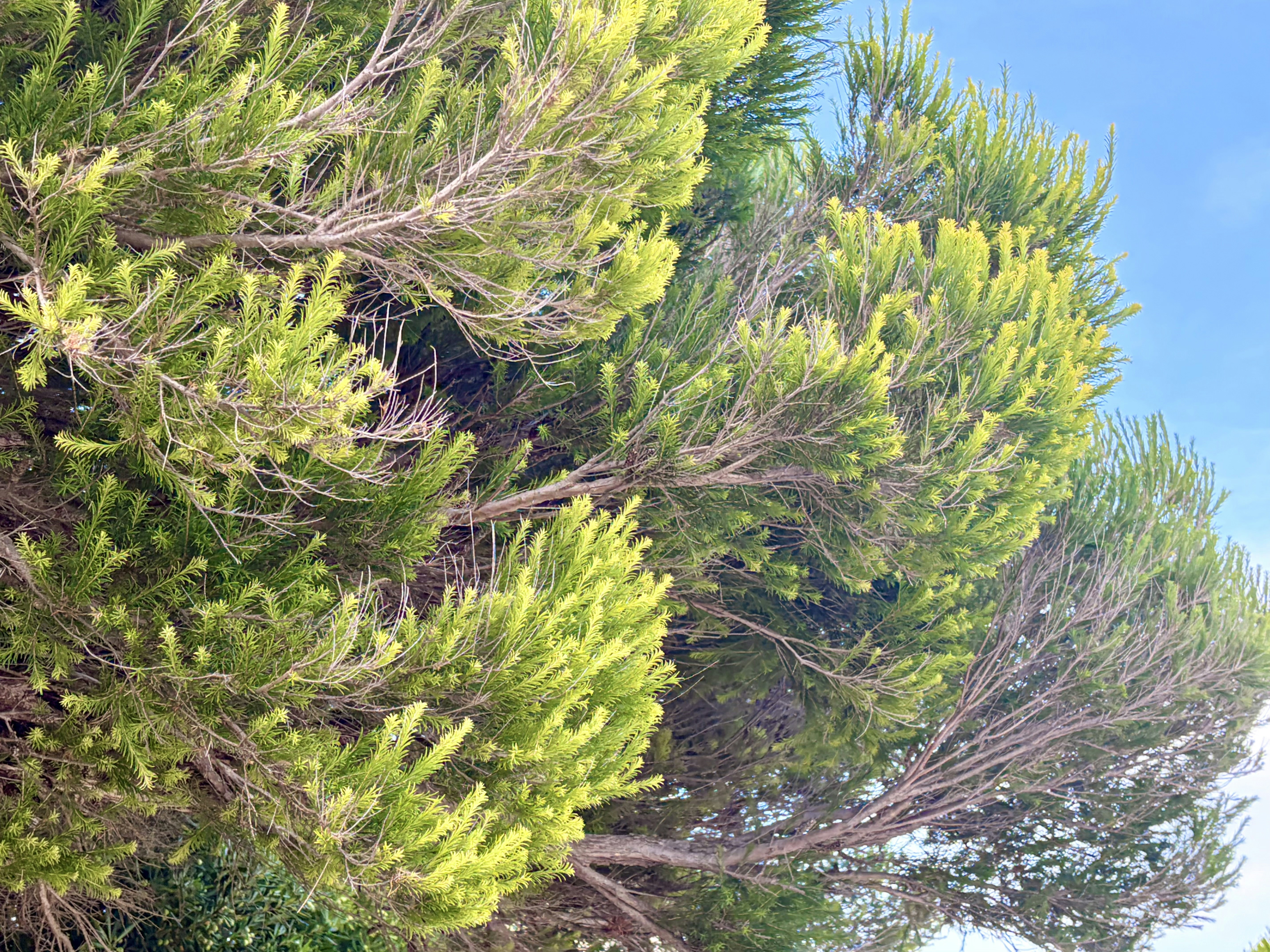 Sunlit Pine Canopy Reaching Toward a Clear Sky