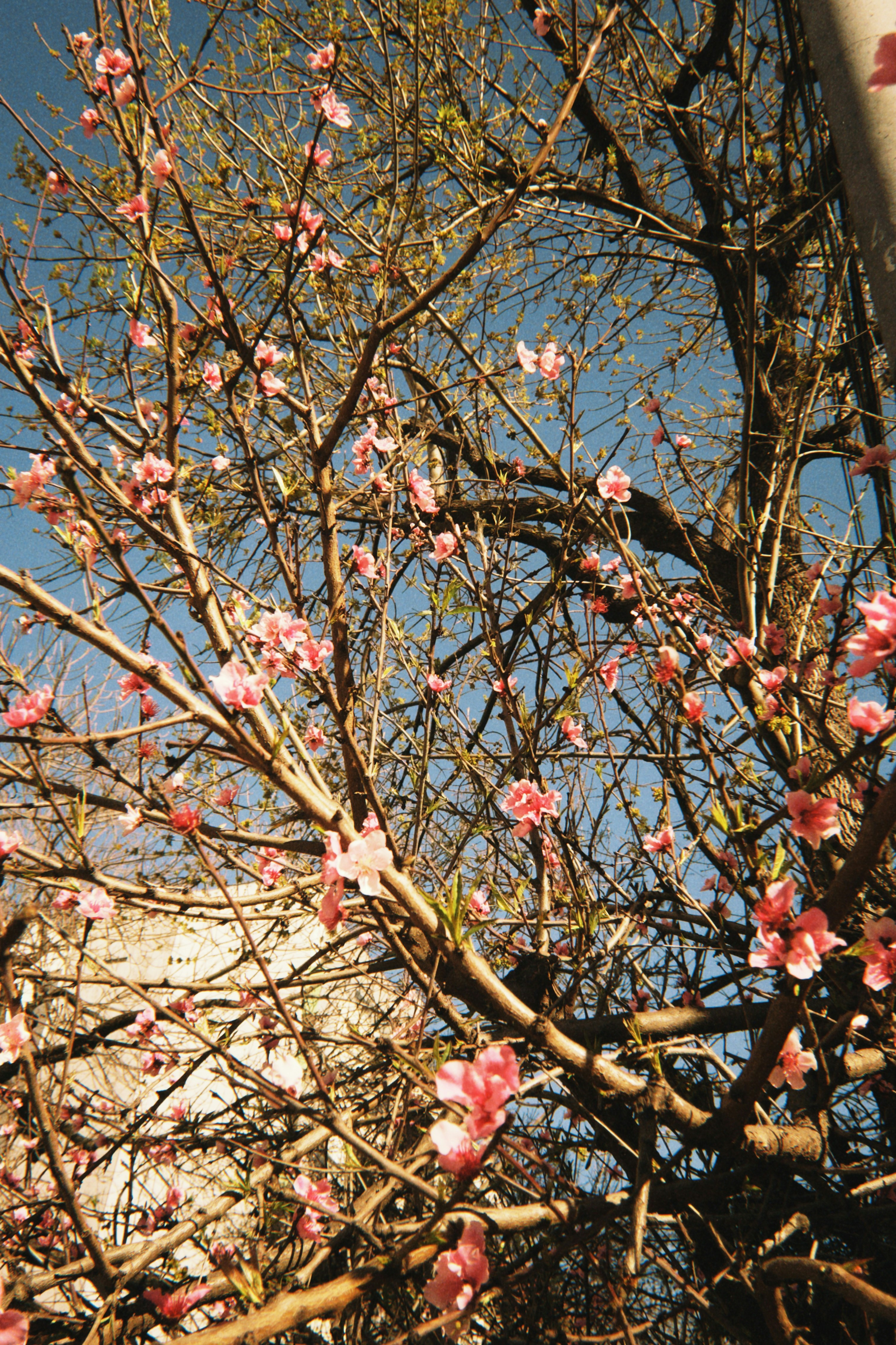 Pink blossoms thread through a tangle of bare tree branches under a clear blue sky, creating a delicate contrast of color and texture.