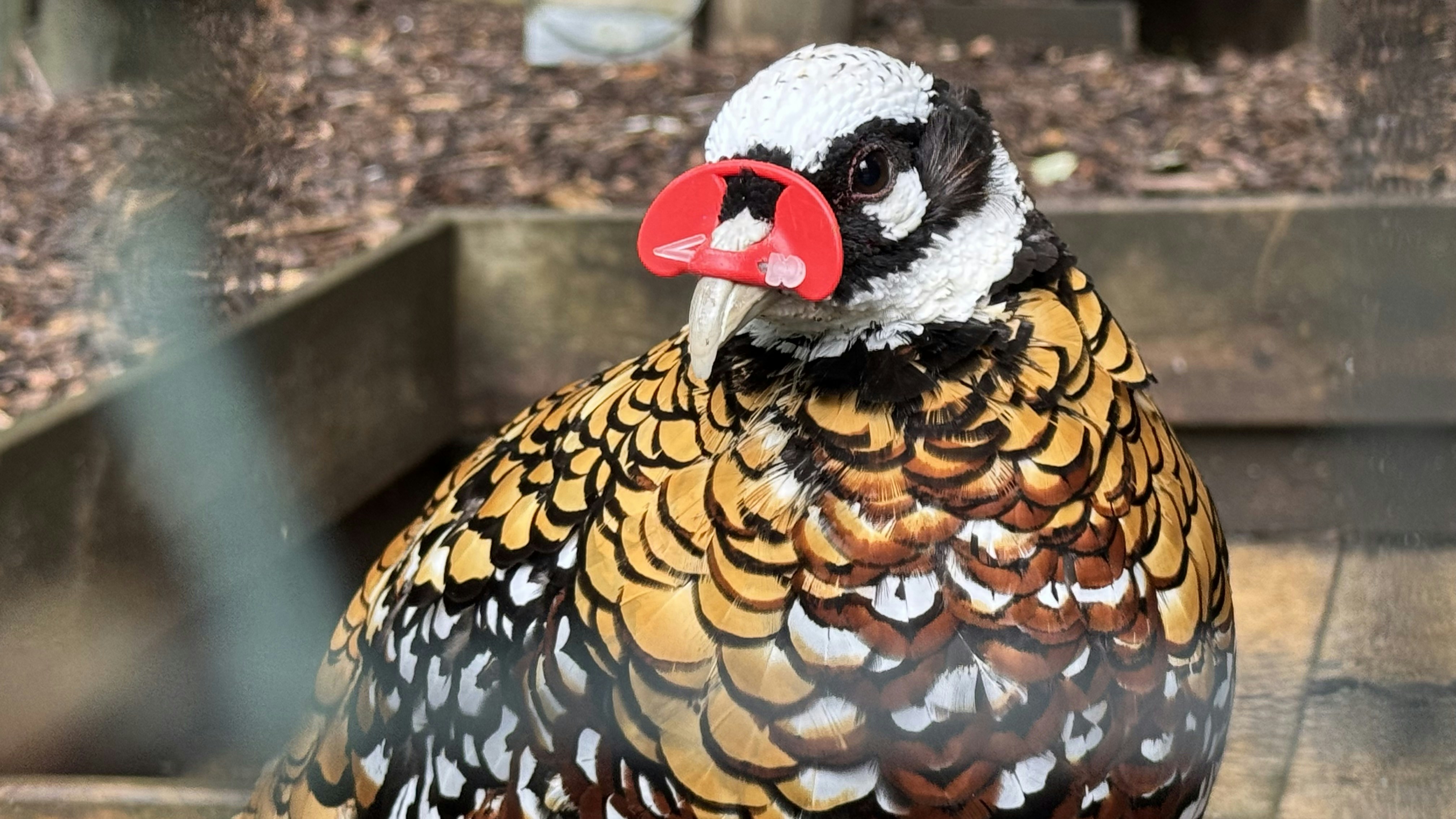 Close-up of a vividly patterned duck with a striking red beak, resting in a shallow enclosure; the head and upper torso fill the frame with rich feather detail.