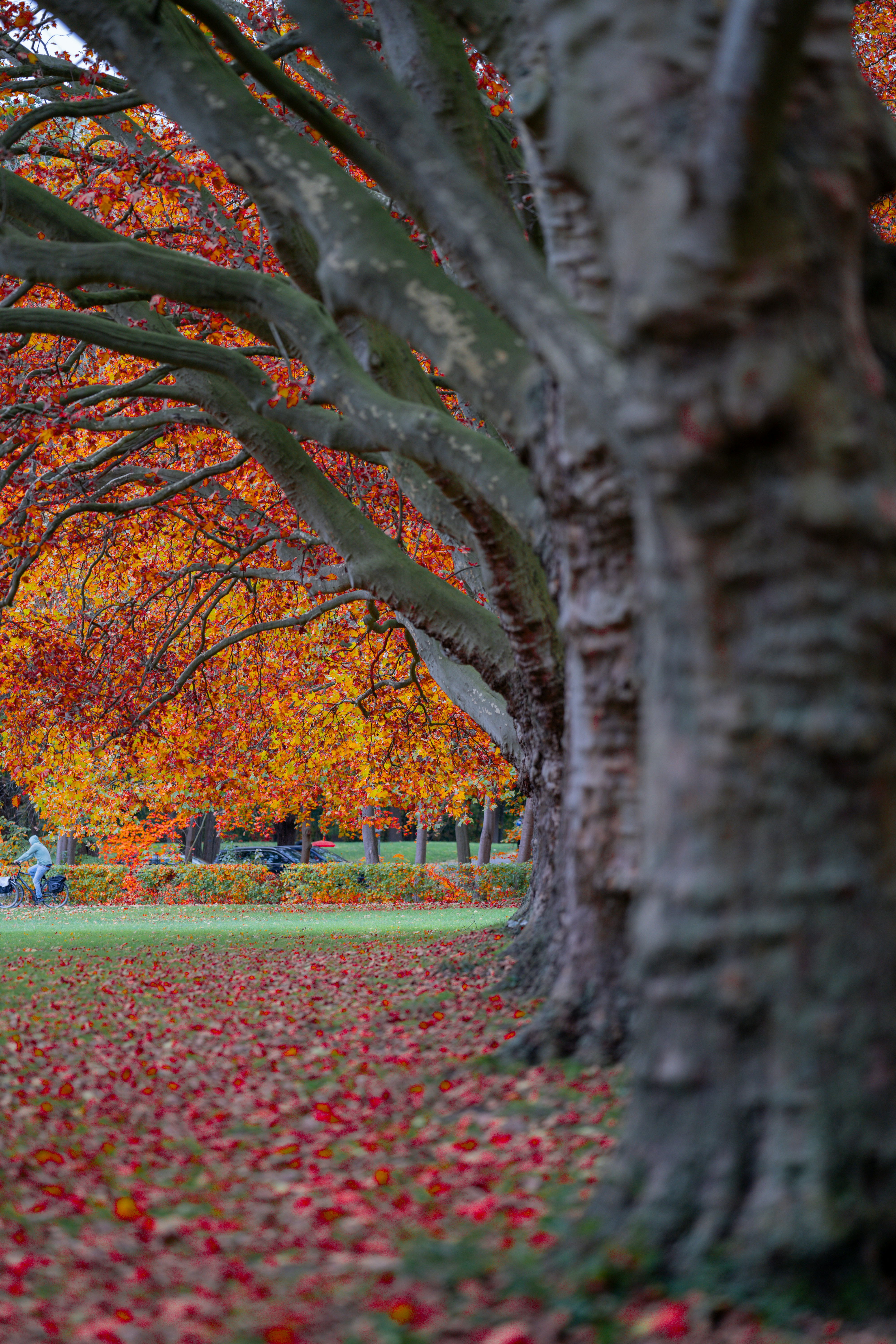 Autumn Arches: A Row of Sketched Oak Giants