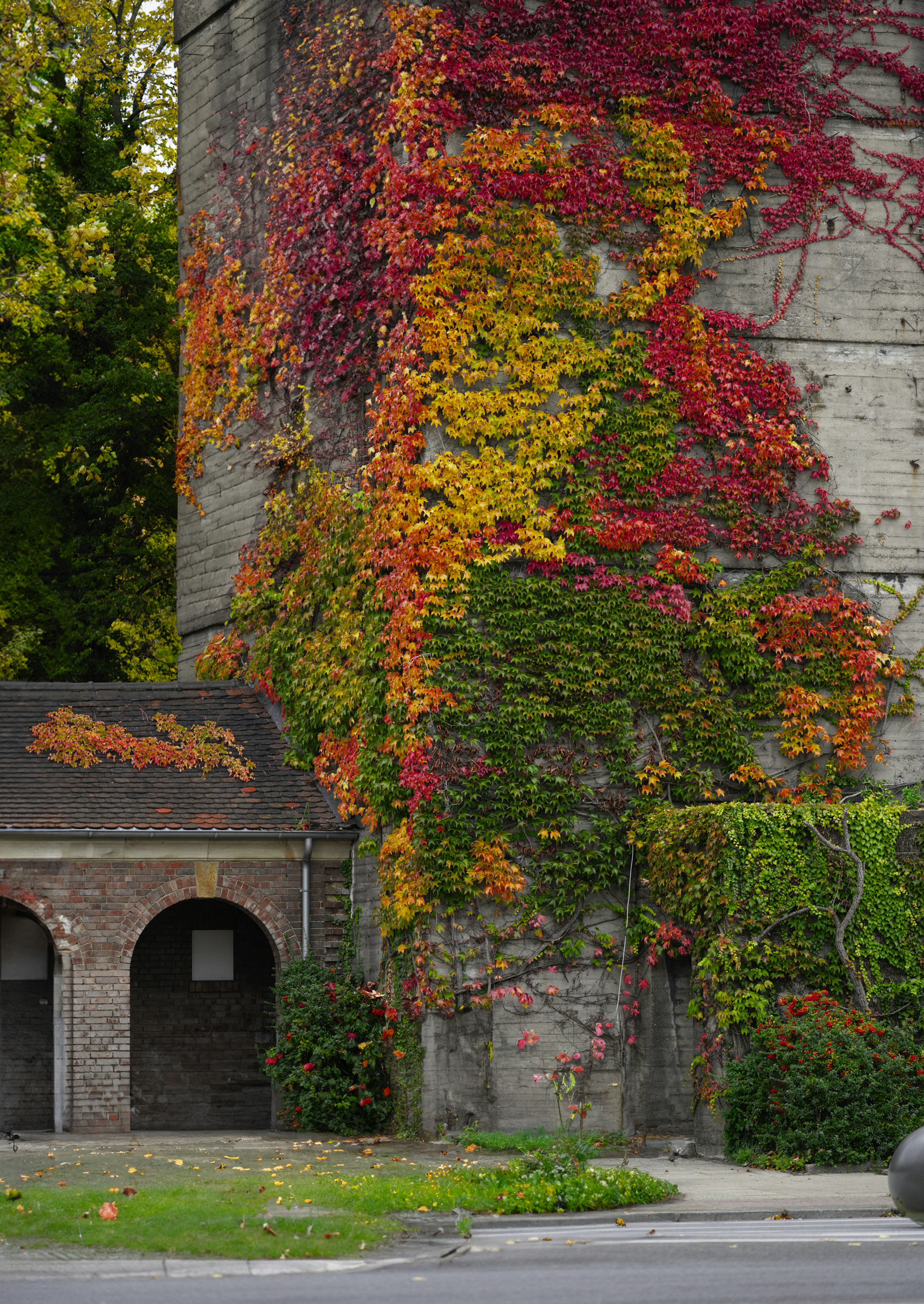 Crimson, Gold, and Green Vines on Weathered Concrete
