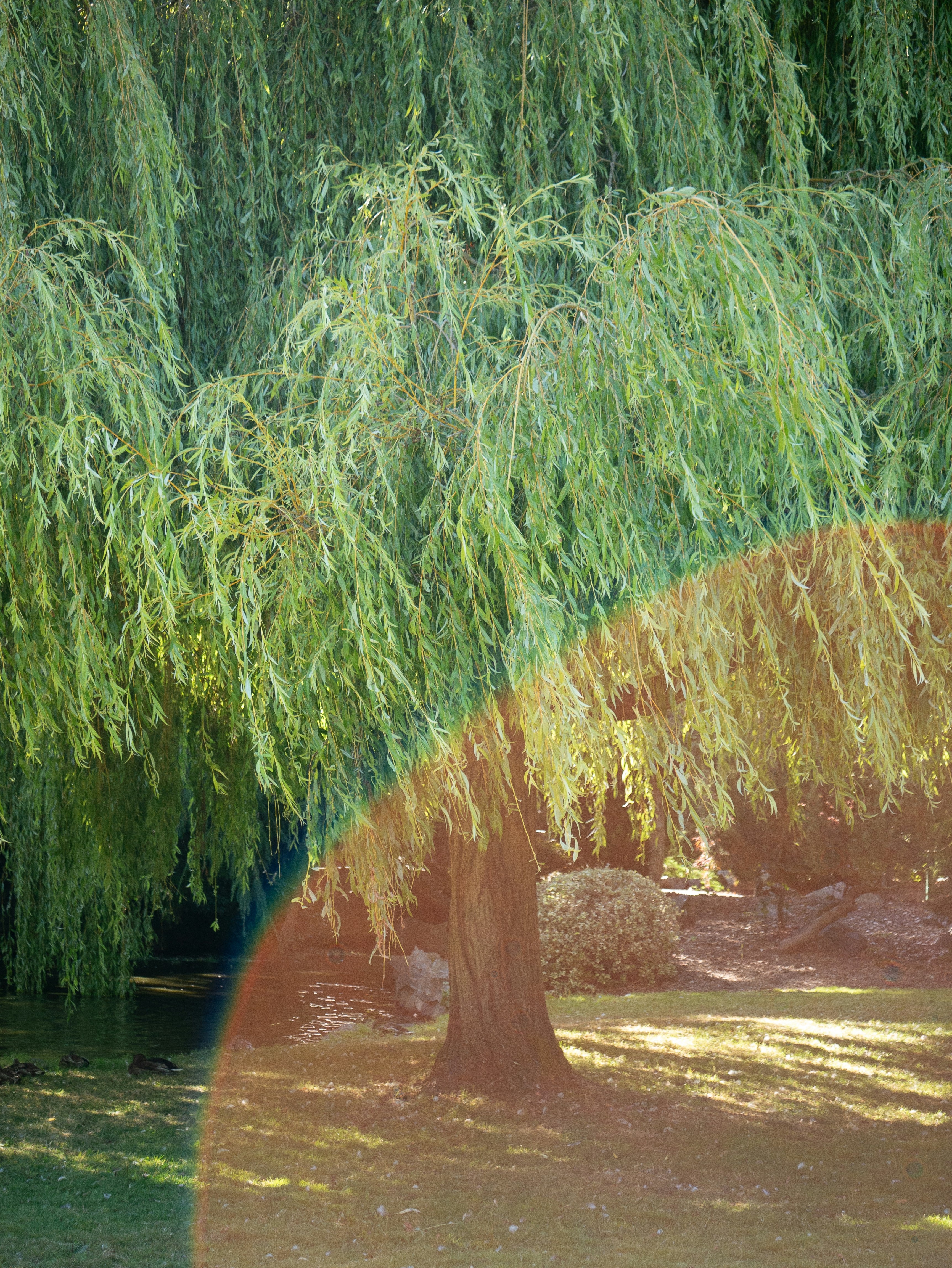 Verdant canopy with a Halo: a sunlit arc beneath a drooping willow