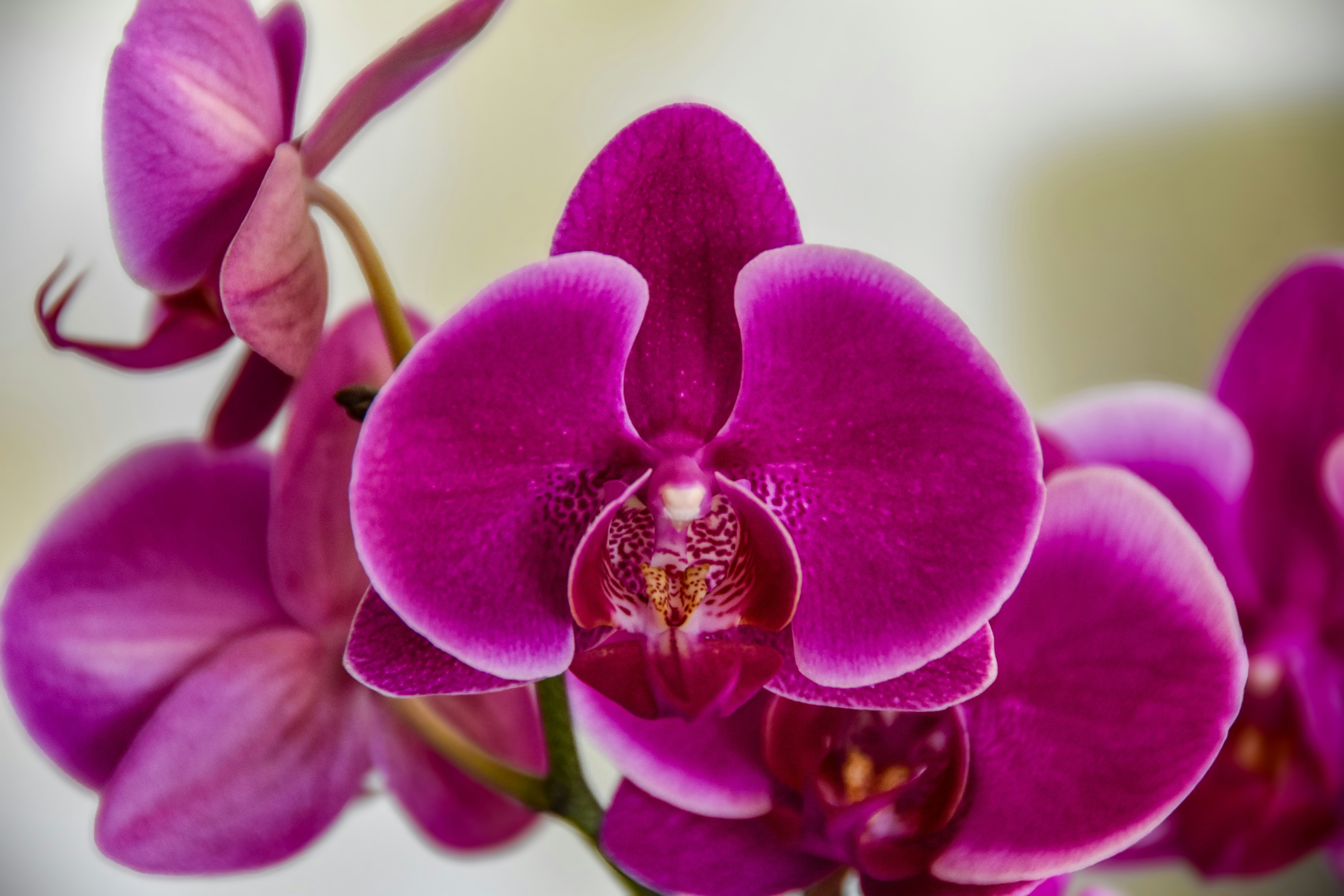 Magnolia of Magenta: A Closer Look at Velvet Petals and Center Naturals