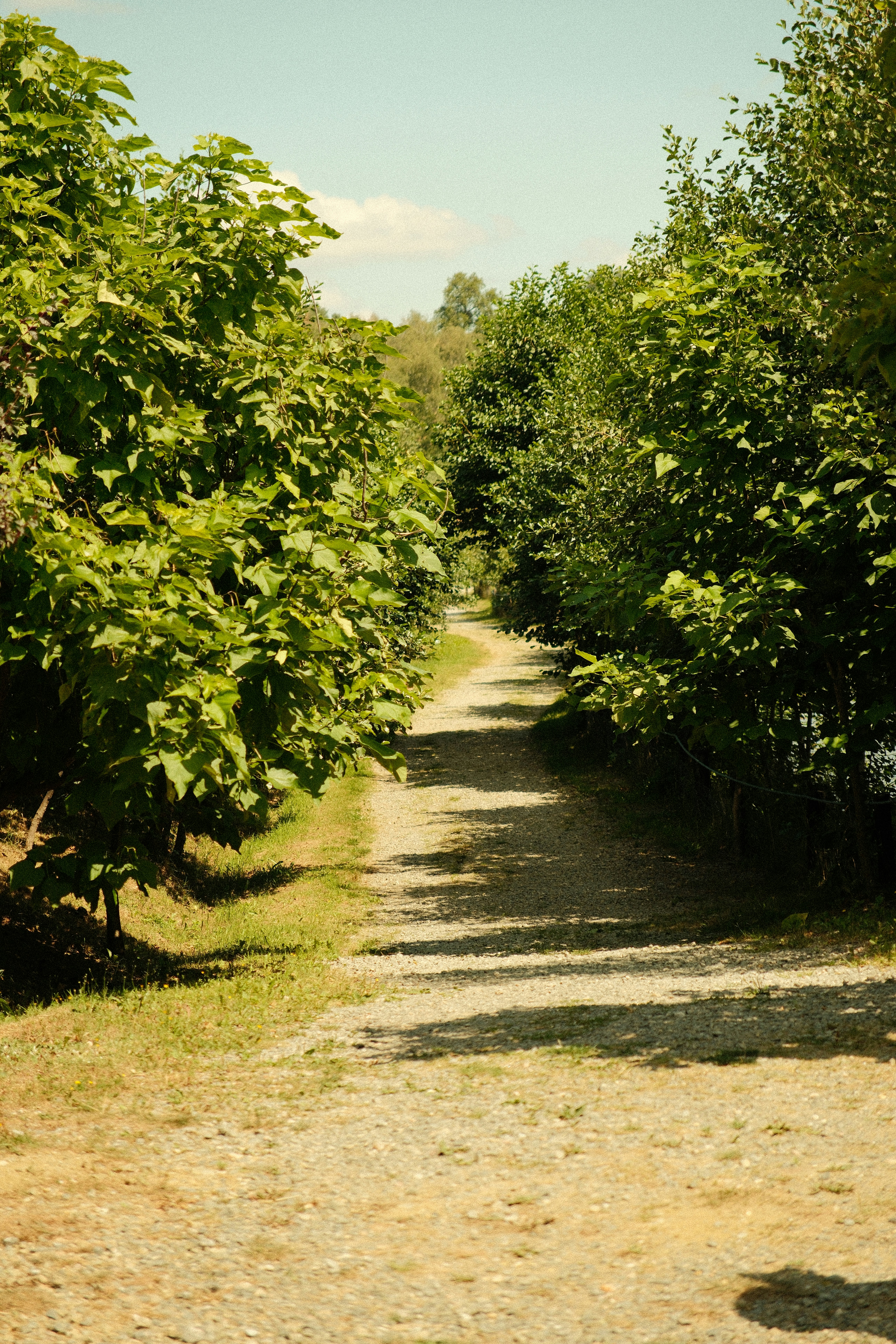 Sunlit Trail Between Green Canopies
