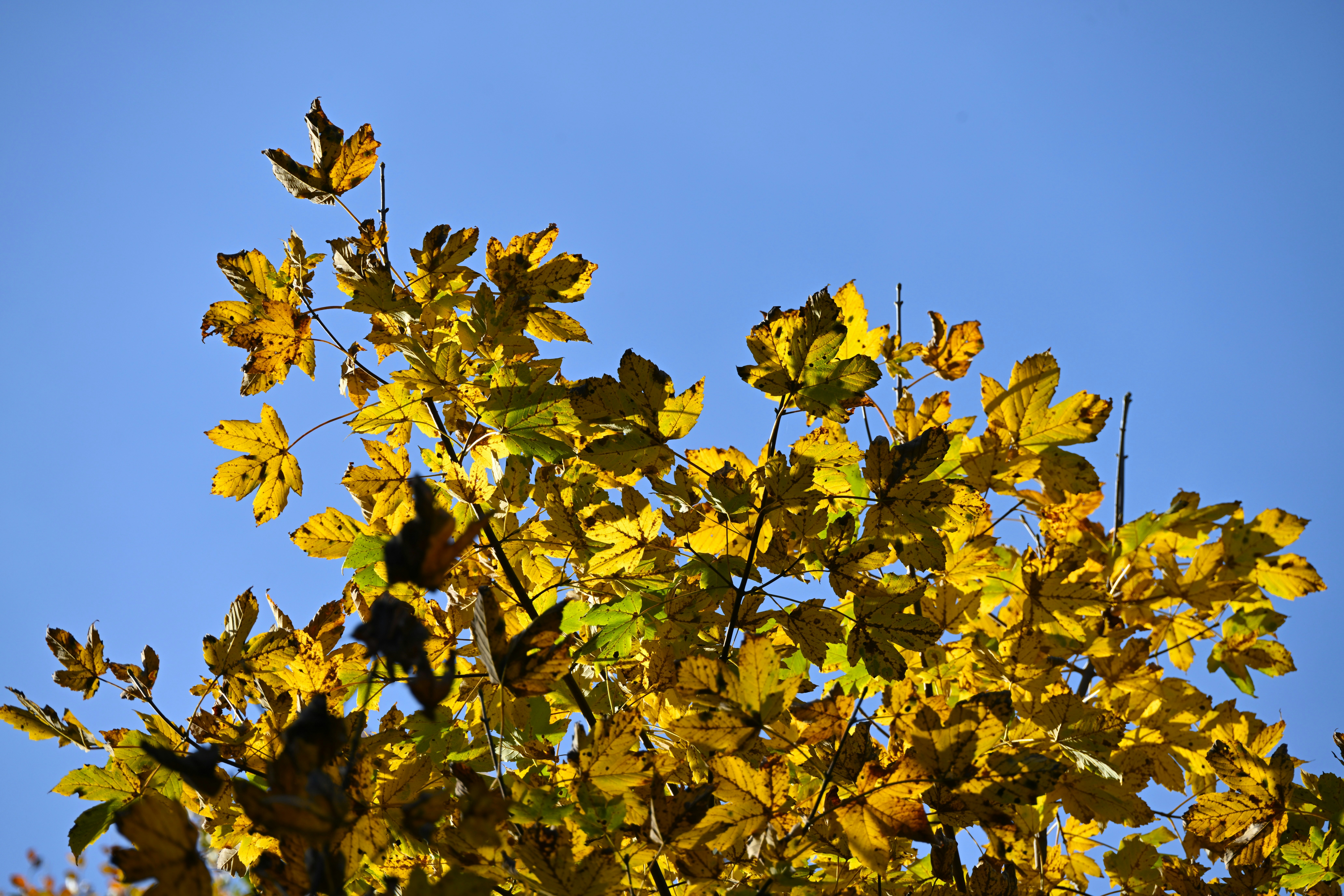 Sunlit Maple Canopy Against Cerulean Sky