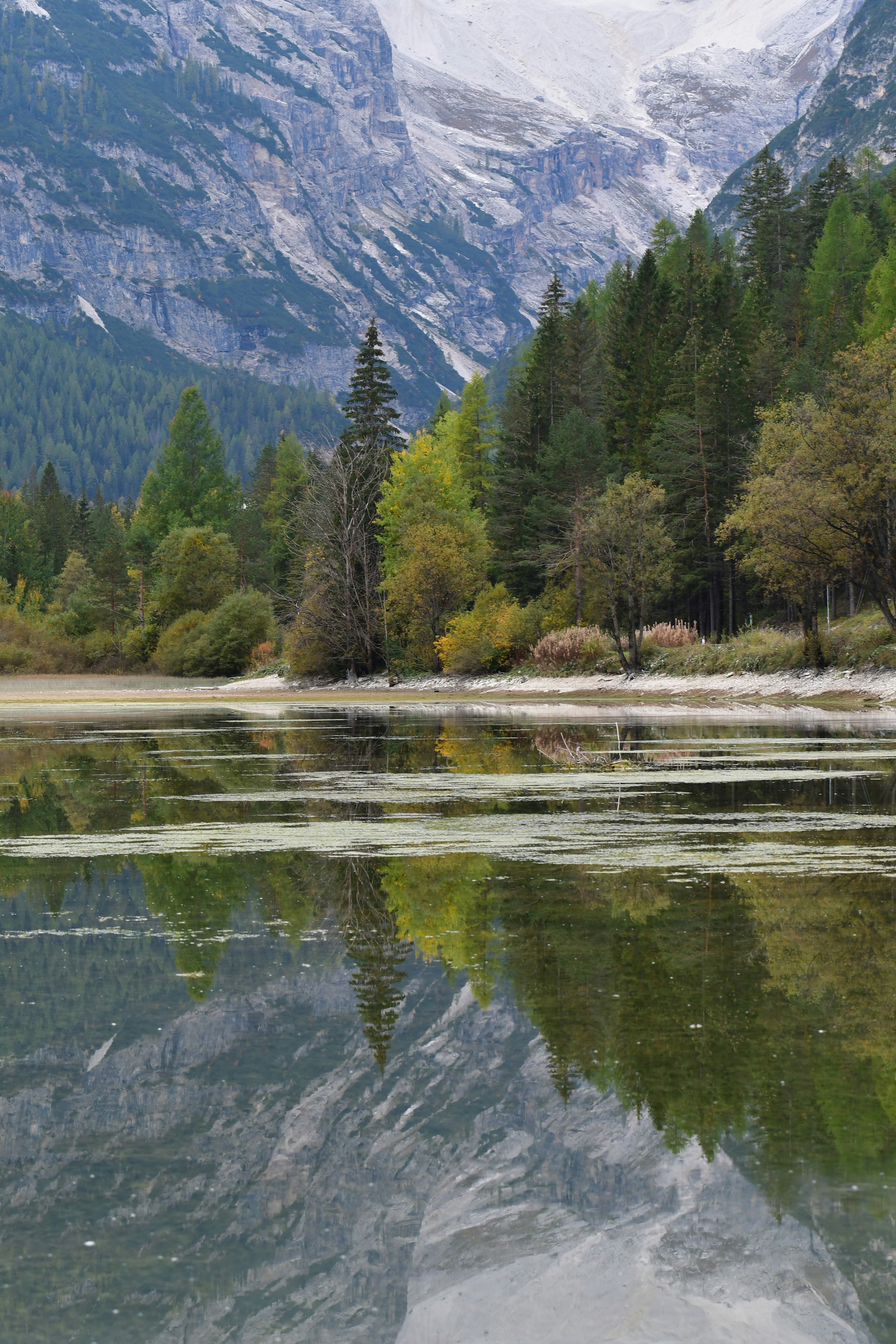 Mirror of Peaks: Forest and Snow Reflections in Still Water