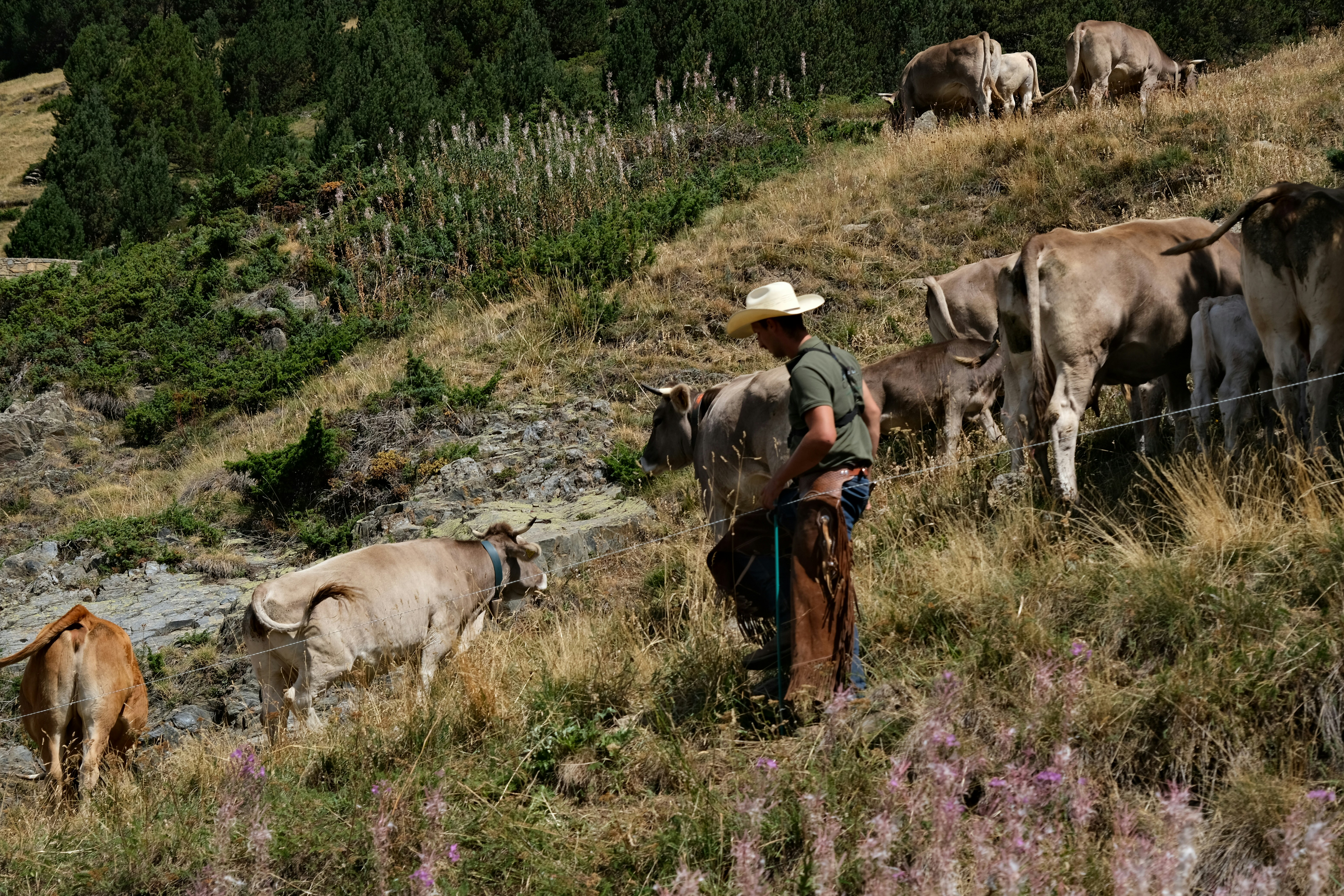  Herding Along the Slope: A Rancher and Cattle Trek Through Alpine Grasslands