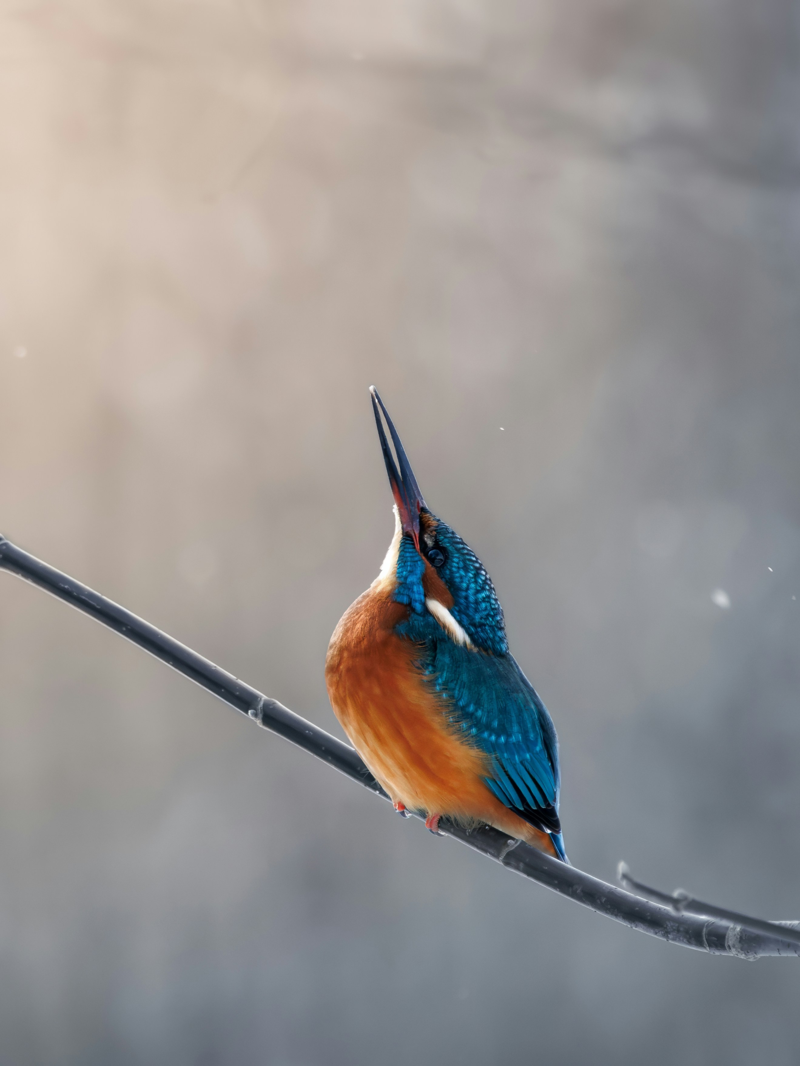 Kingfisher on a Slender Branch: A Dusk-Blue Leap to the Skies
